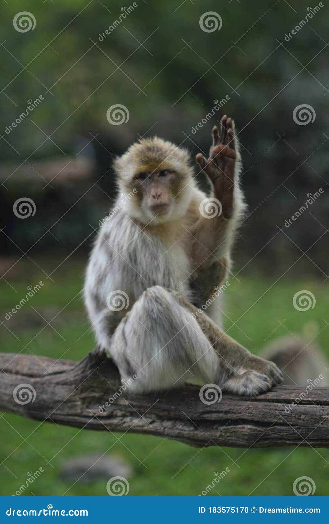 Adult Monkey Reserve Greeting Stock Photo - Image of wild, nmother ...