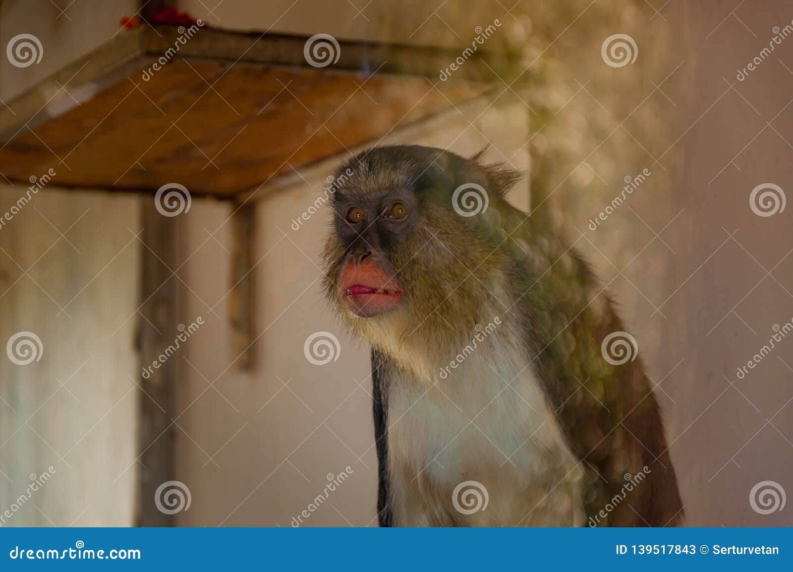 Adult Monkey from Izmir, Turkey Stock Image - Image of looking, hair ...