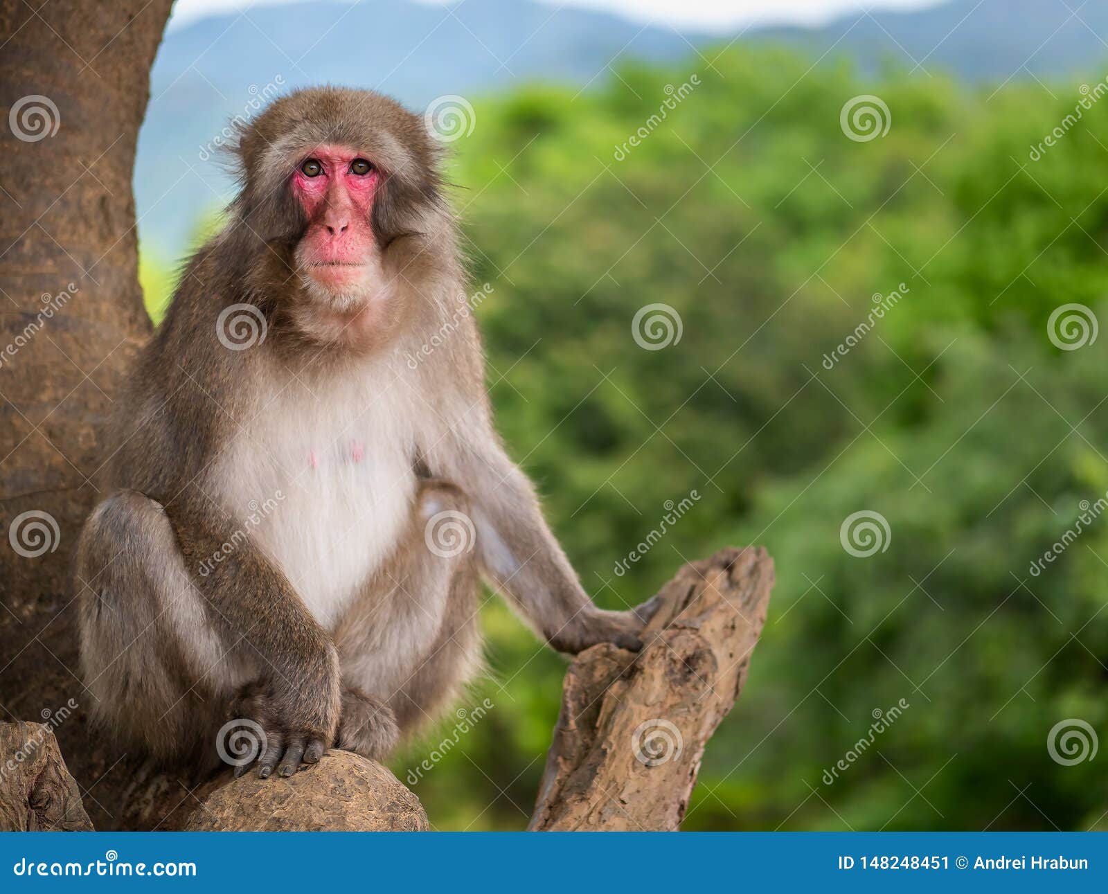 Adult Monkey Sitting in the Tree and Posing on the Camera with Green ...