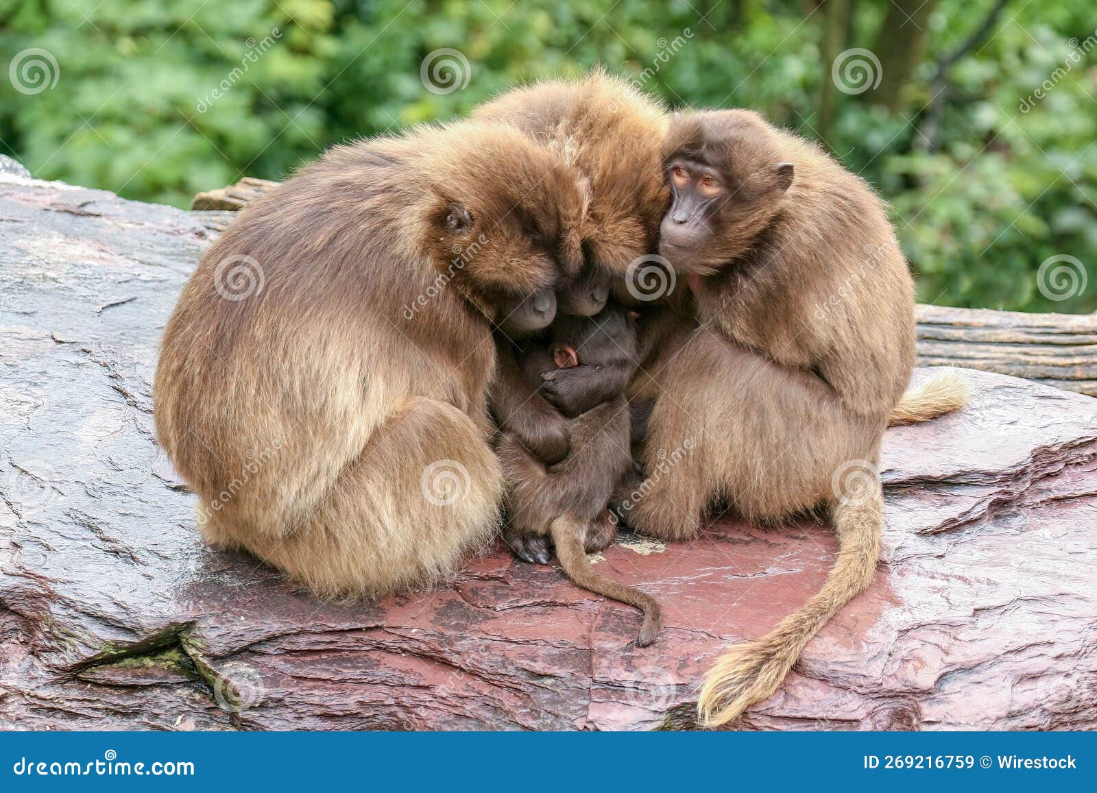 Adult Monkeys Protecting a Baby Stock Image - Image of baby, protecting ...