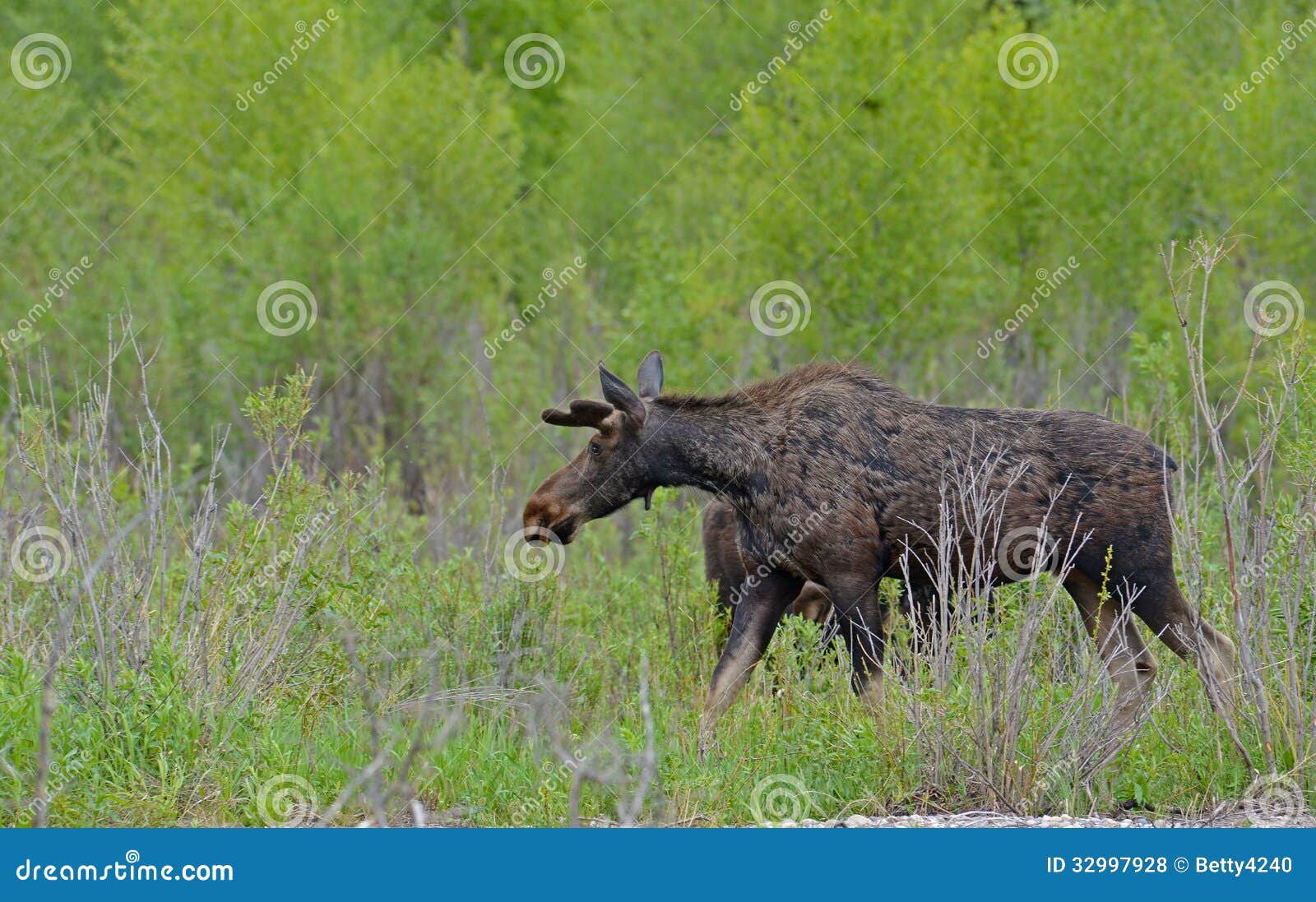 An Adult Moose in a Patch of Willows. Stock Photo - Image of moose ...