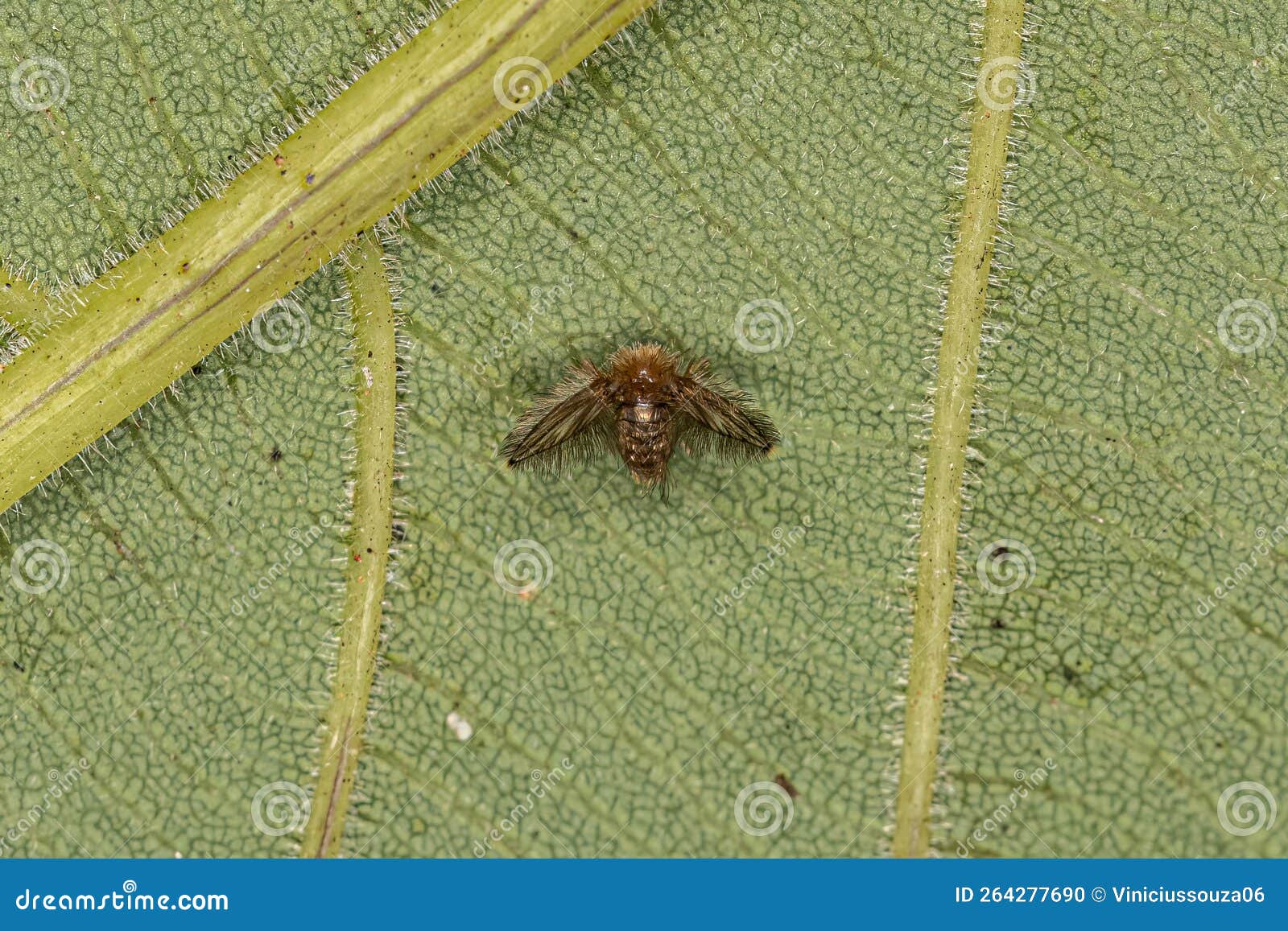 Adult Moth Fly stock photo. Image of wildlife, diptera - 264277690