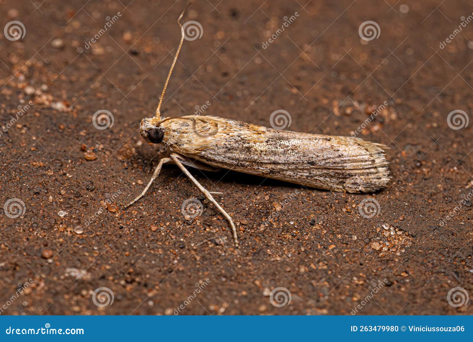 Adult Moth Insect stock photo. Image of creature, invertebrate - 263479980