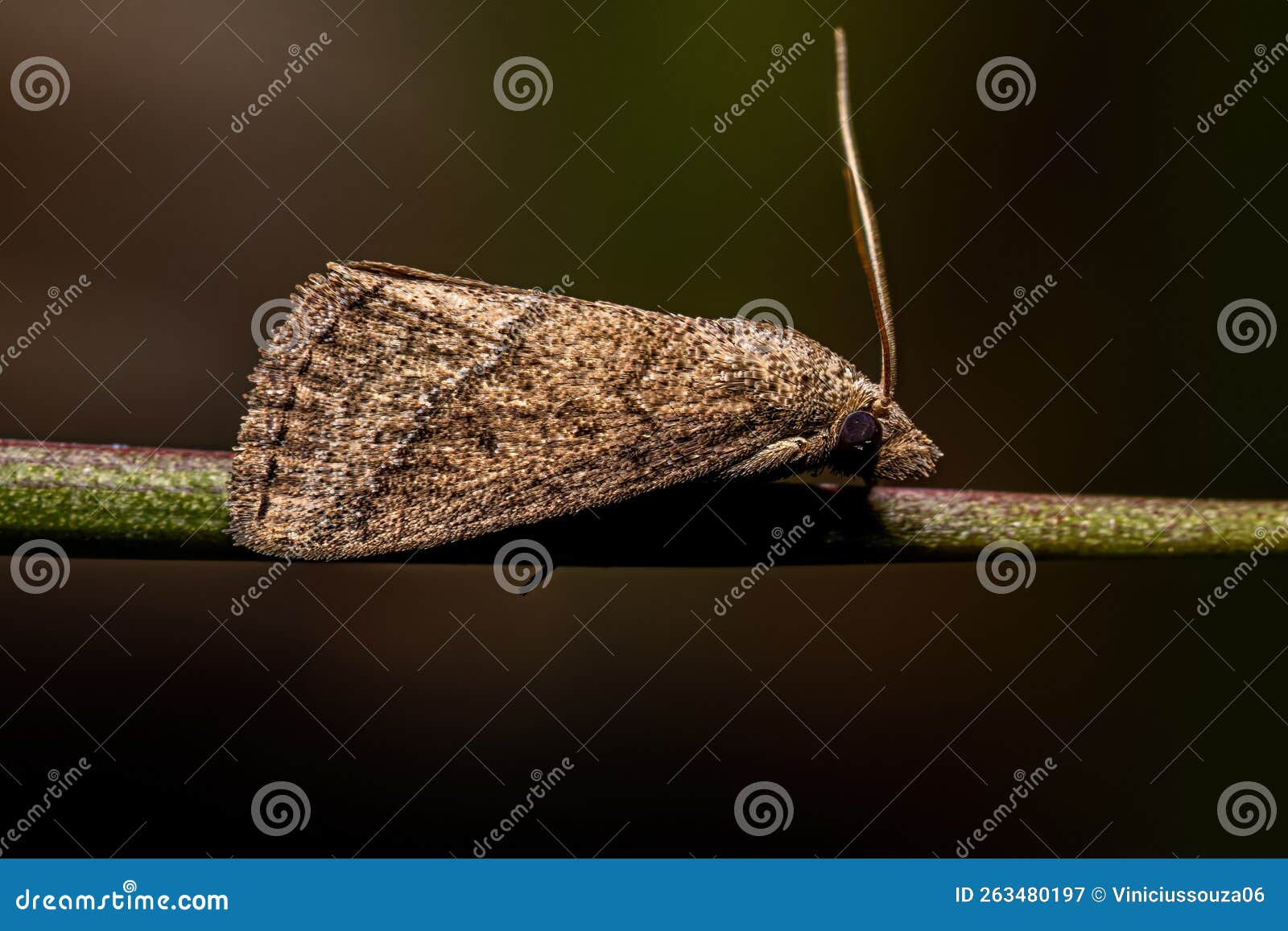 Adult Moth Insect stock image. Image of macro, leaf - 263480197
