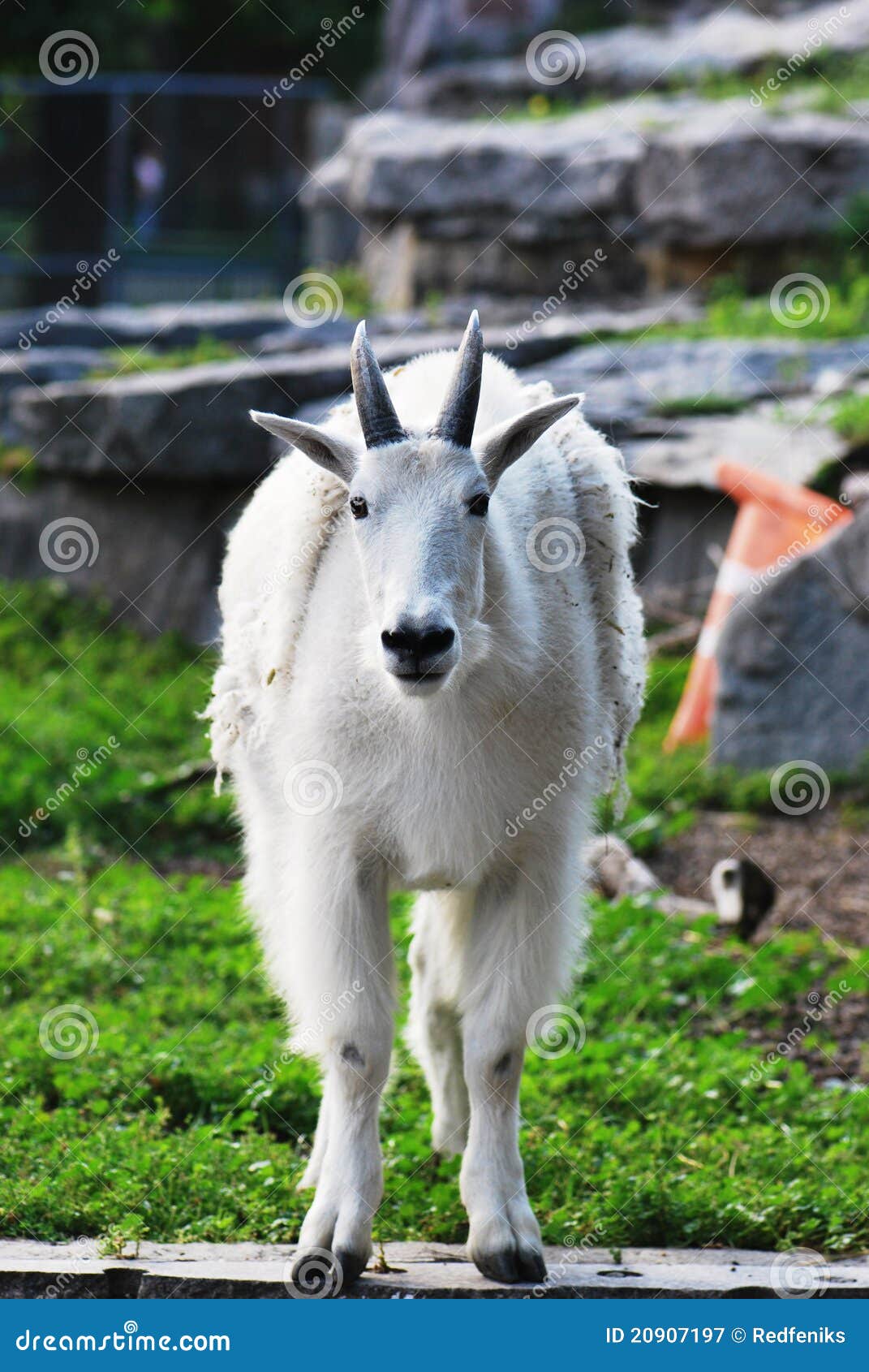 Adult Mountain Goat stock image. Image of nature, home - 20907197
