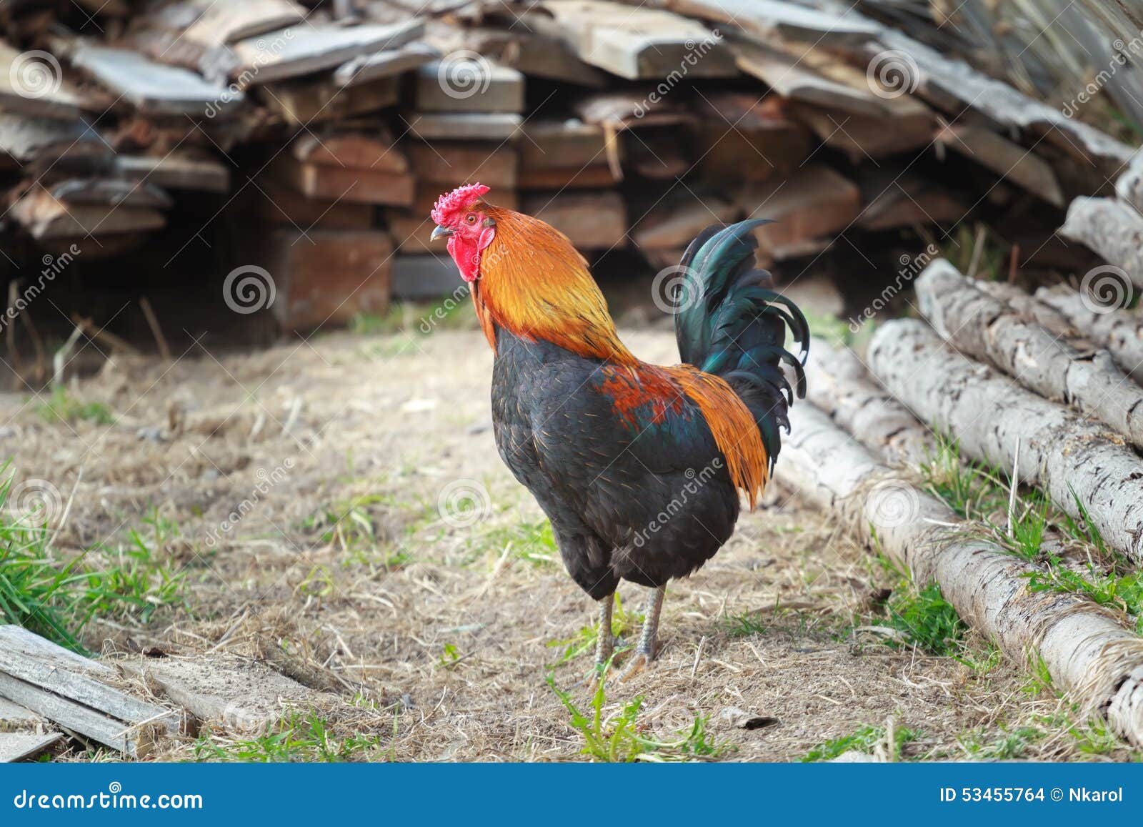 Adult Multicolor Rooster Standing on Farmyard Stock Photo - Image of ...
