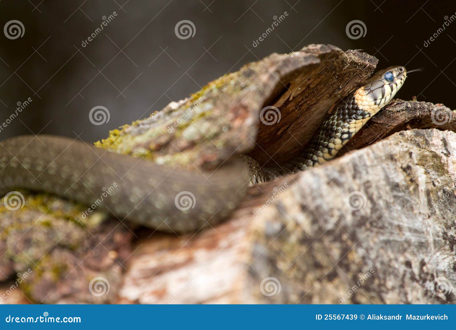 An adult of Natrix natrix stock image. Image of dangerous - 25567439