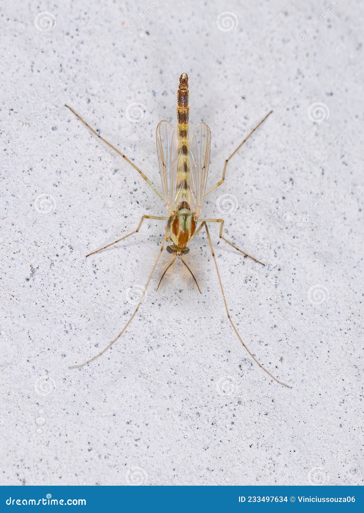 Adult Non-biting Midge stock photo. Image of plant, invertebrate ...