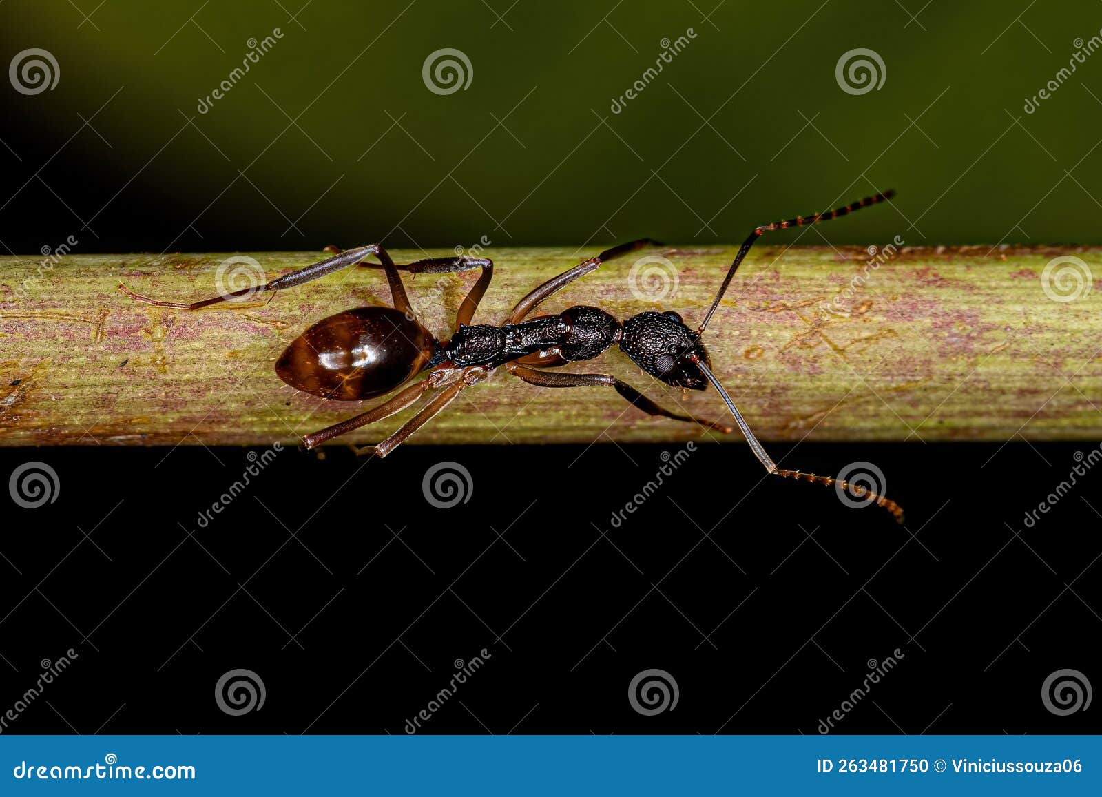 Adult Odorous Ant stock photo. Image of dolichoderini - 263481750