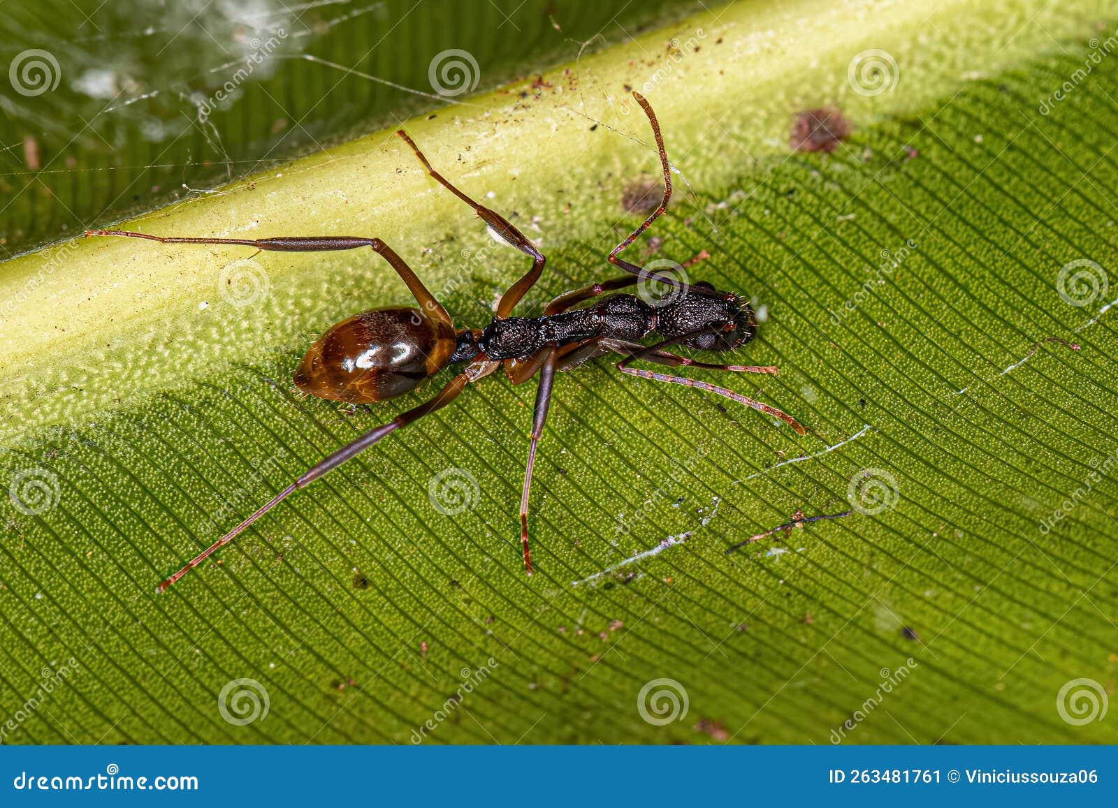Adult Odorous Ant stock image. Image of black, dolichoderini - 263481761