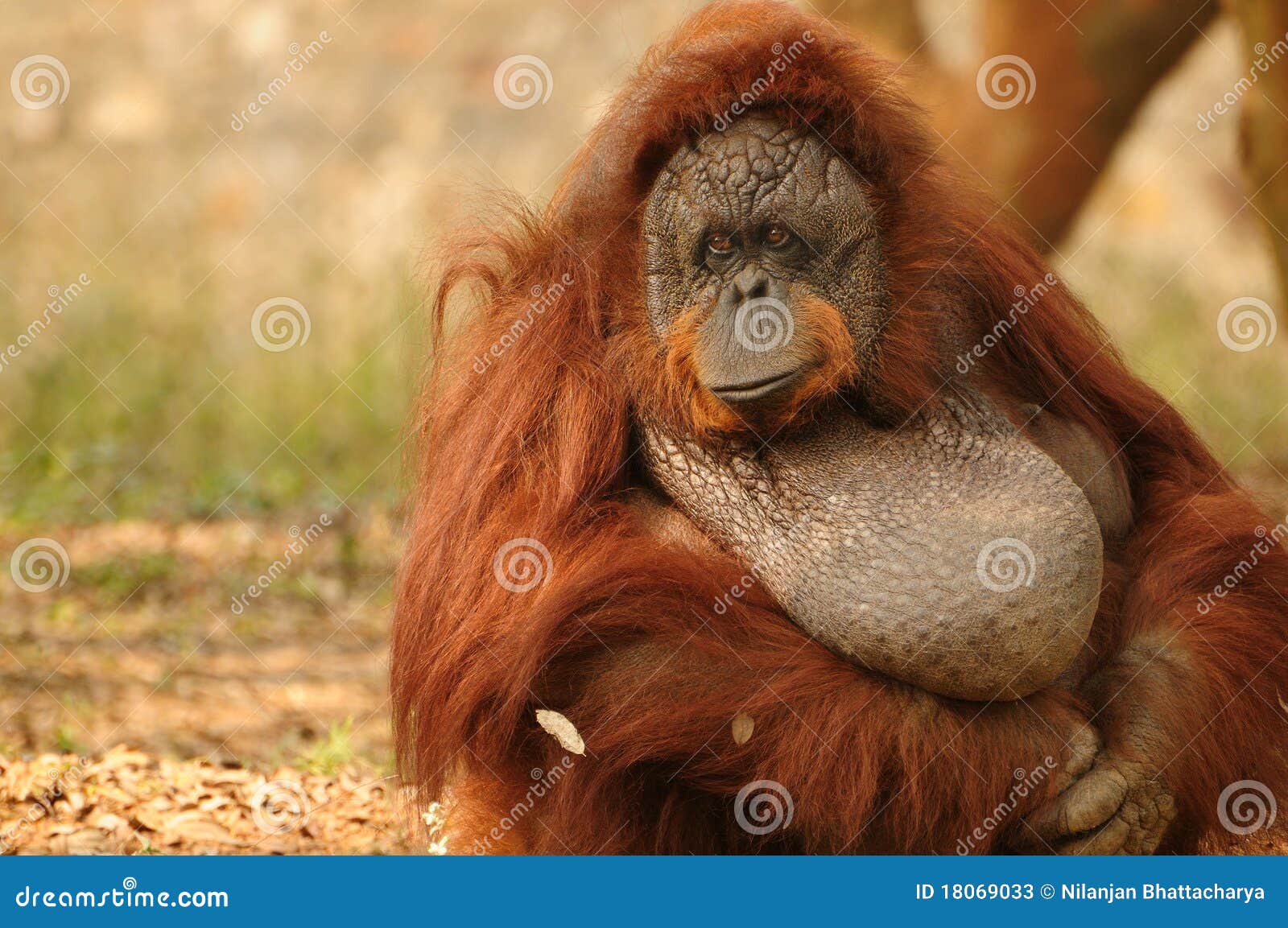 Adult orangutan stock image. Image of malaysia, rehabilitation - 18069033
