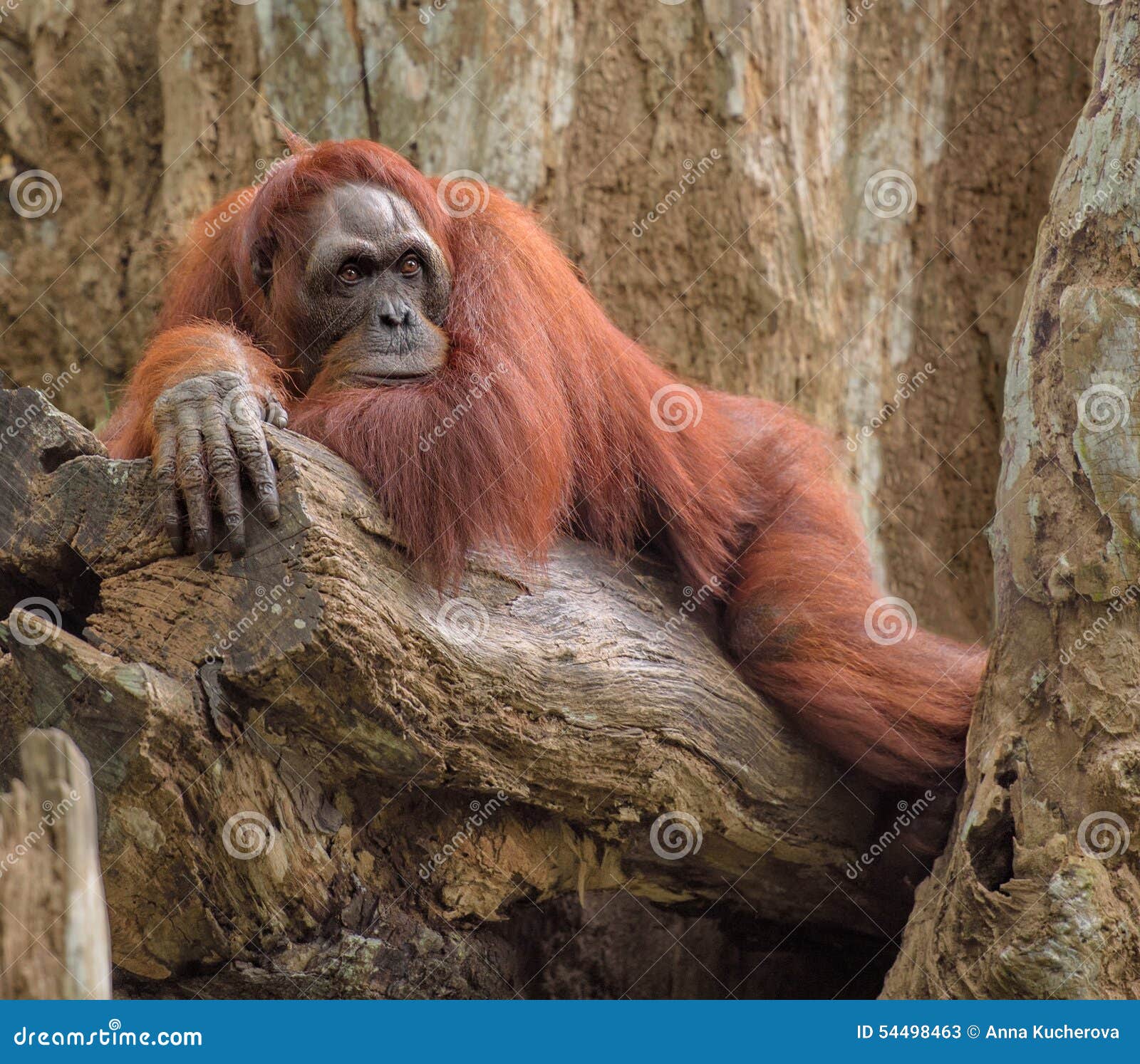 Adult Orangutan Lying Deep in Thoughts Stock Image - Image of thinker ...