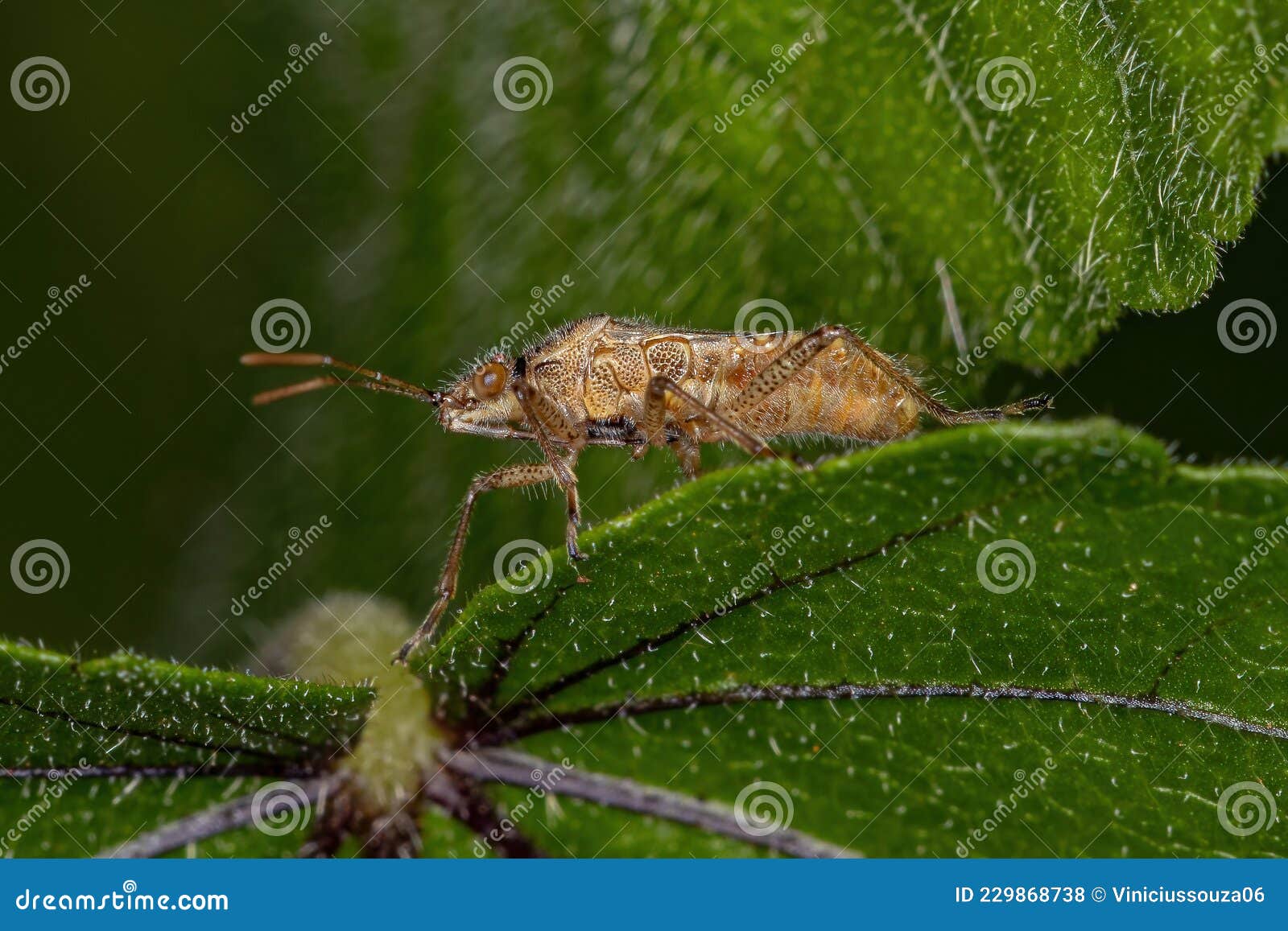 Adult Pentatomomorph Bug stock photo. Image of hemiptera - 229868738