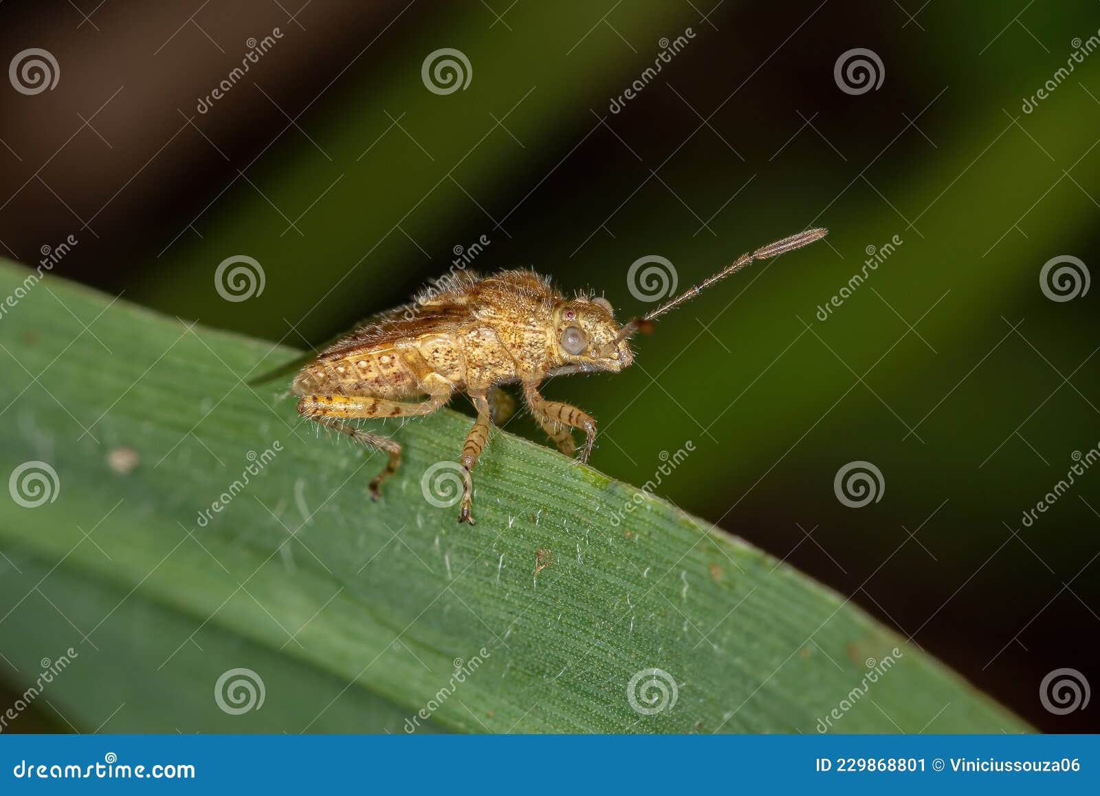 Adult Pentatomomorph Bug stock image. Image of detail - 229868801