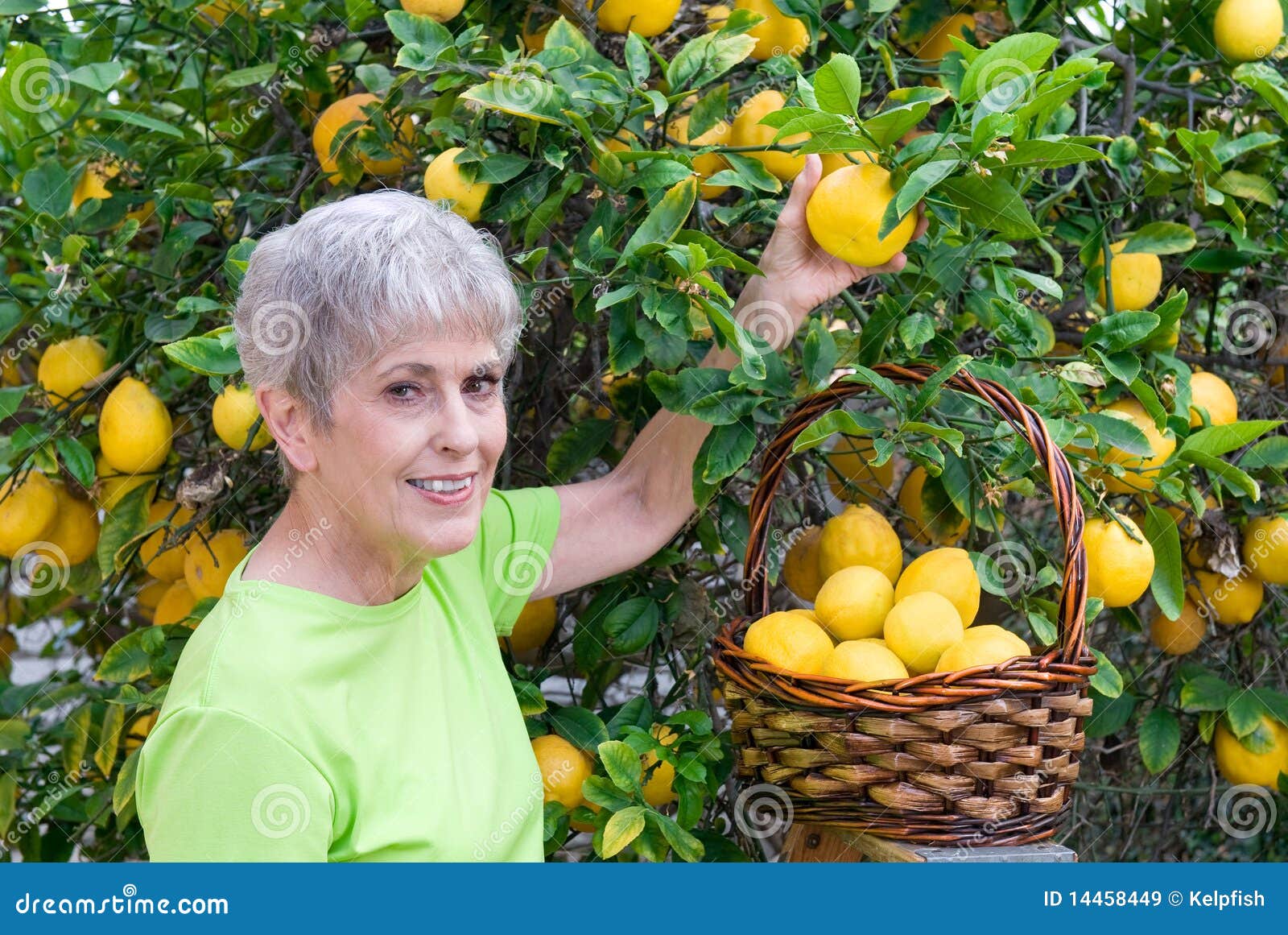 Adult Picking Lemons from Tree Stock Image - Image of gardening ...