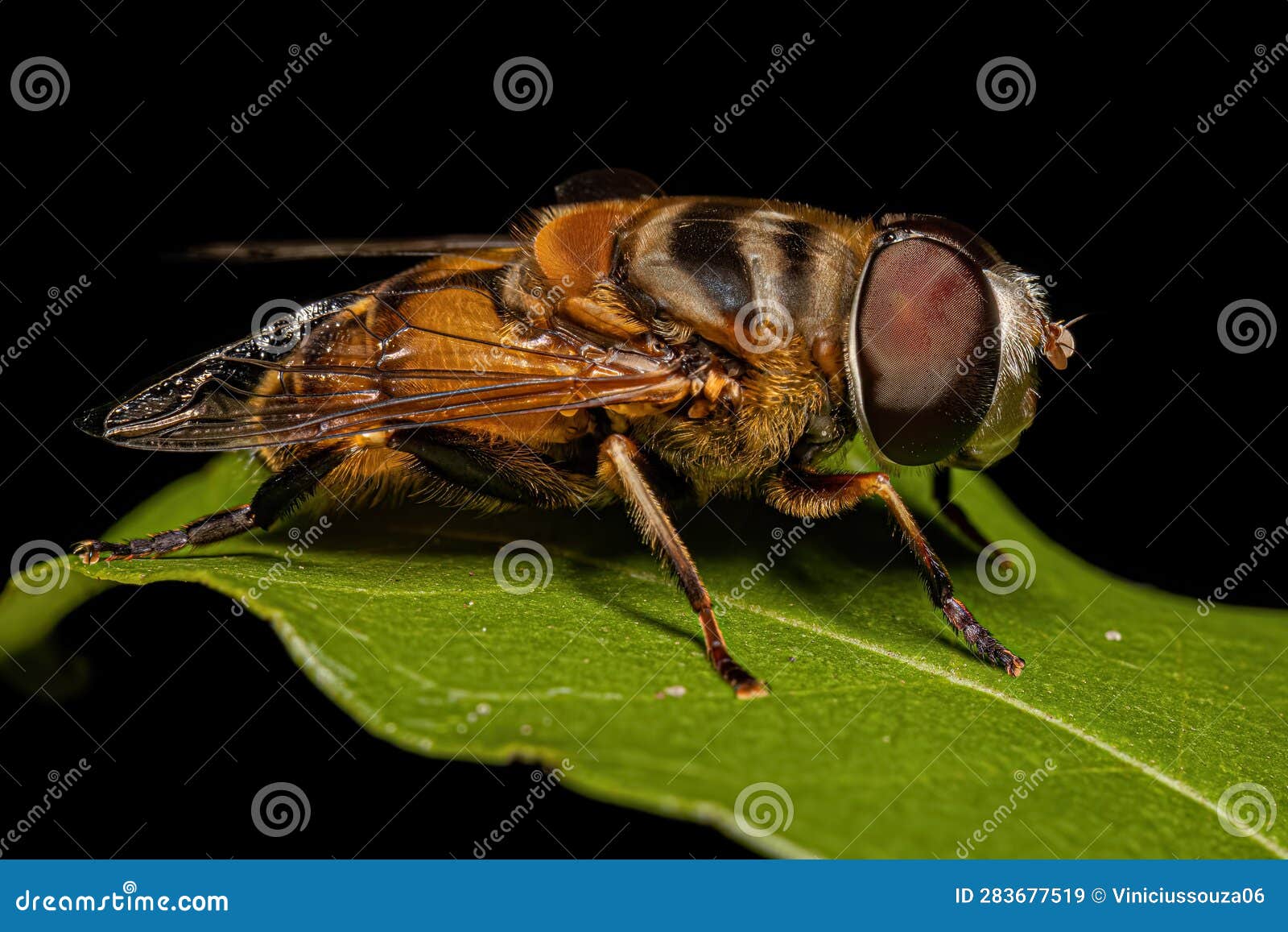 Adult Plushback Fly stock image. Image of wildlife, insects - 283677519