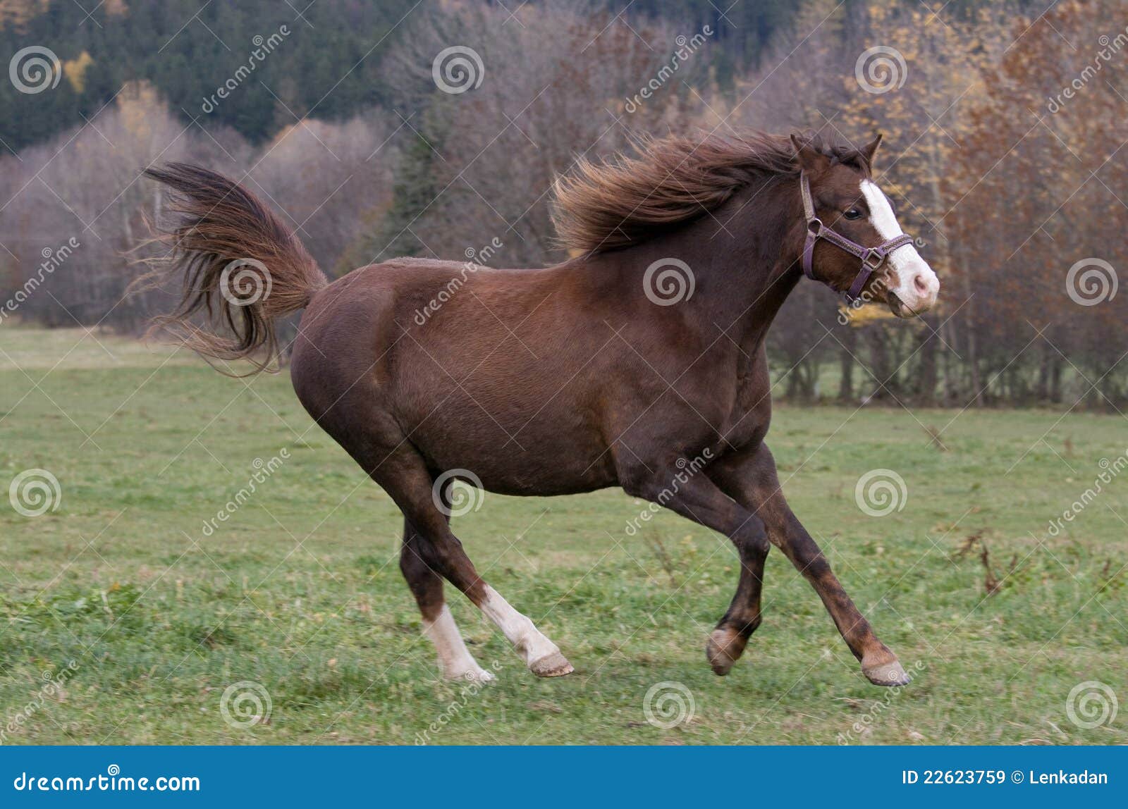 Adult Pony Running on Pasture Stock Image - Image of happy, horse: 22623759