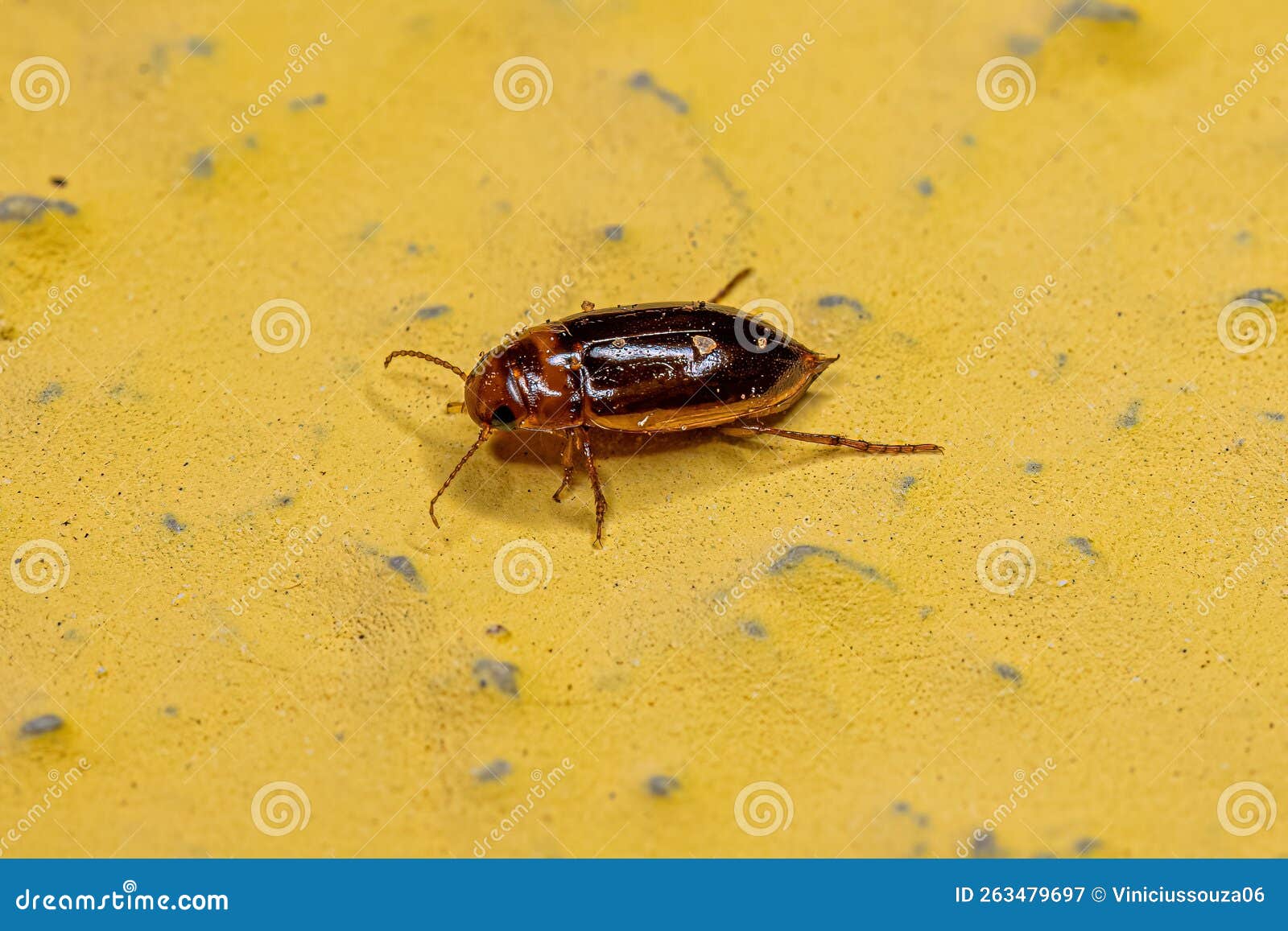 Adult Predaceous Diving Beetle Stock Image - Image of coleoptera ...