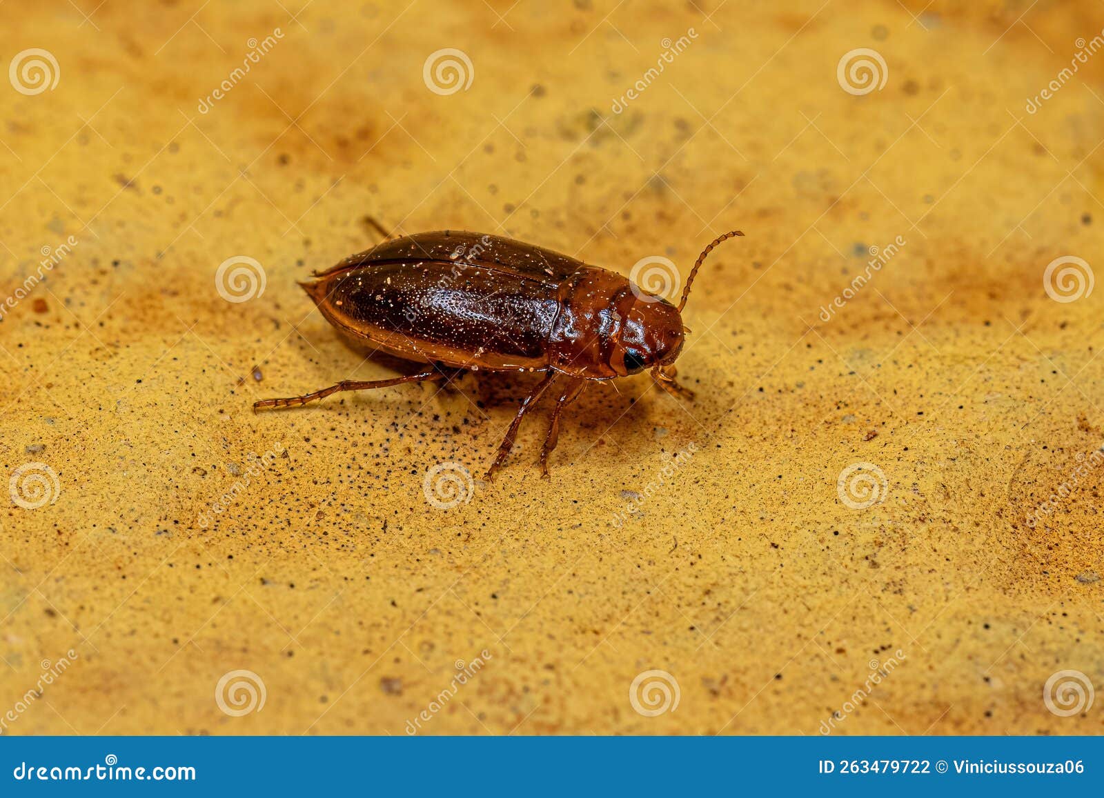 Adult Predaceous Diving Beetle Stock Photo - Image of genus, macro ...