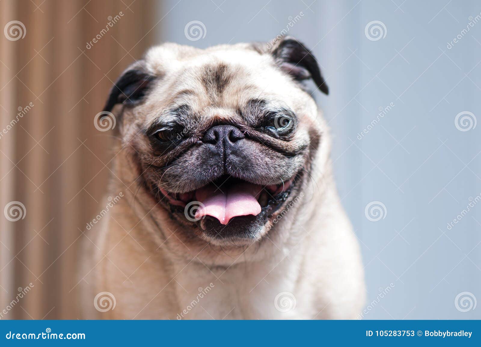 Pug Looking at Camera Tilted Head Laughing Stock Image - Image of ...