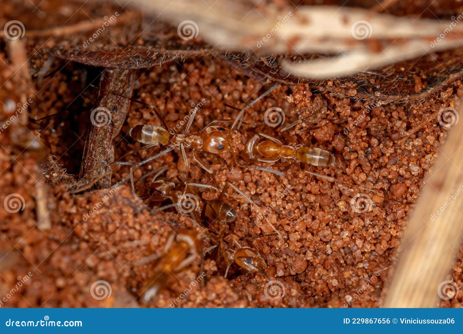 Adult Pyramid Ants stock photo. Image of natural, wildlife - 229867656