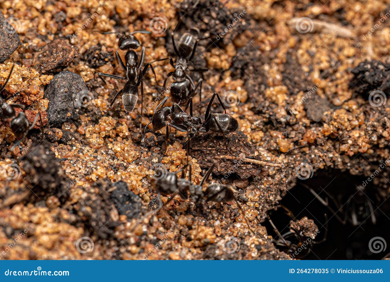 Adult Pyramid Ants stock image. Image of odorous, anthill - 264278035