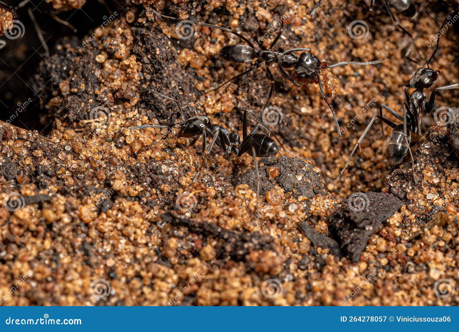Adult Pyramid Ants stock image. Image of leptomyrmecini - 264278057