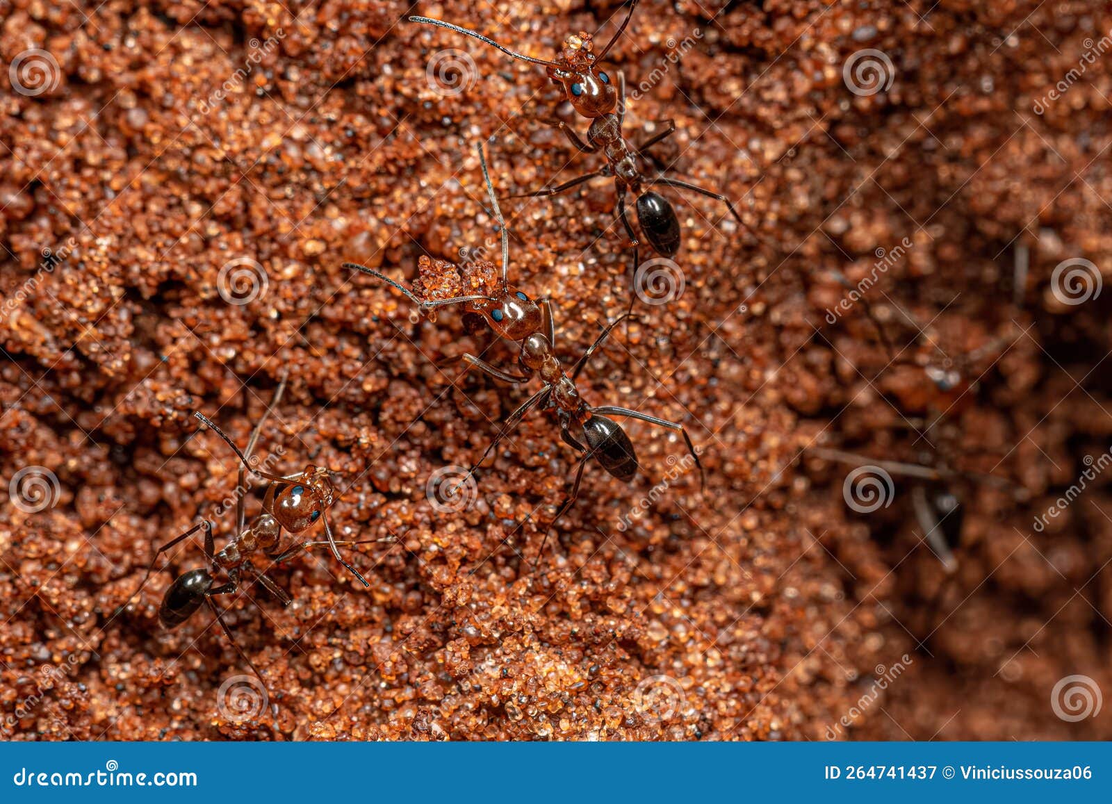 Adult Pyramid Ants stock image. Image of insecta, wild - 264741437