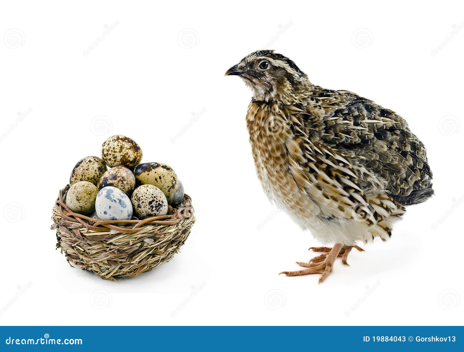 Adult Quail and Basket with Its Eggs Stock Image - Image of small ...