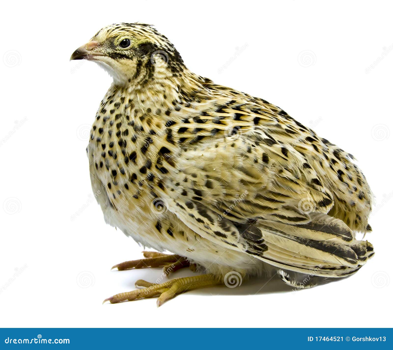 Adult Quail of Yellow Strain Stock Image - Image of objects, food: 17464521