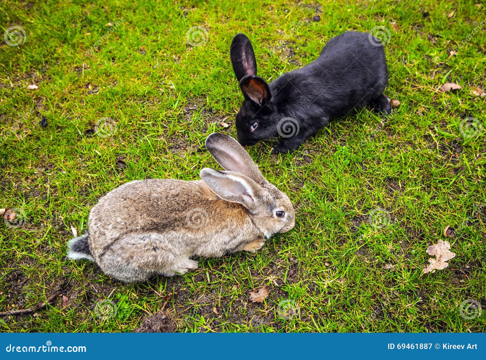 Adult Rabbits On Green Lawn In Park Stock Image Image Of Field Lepus