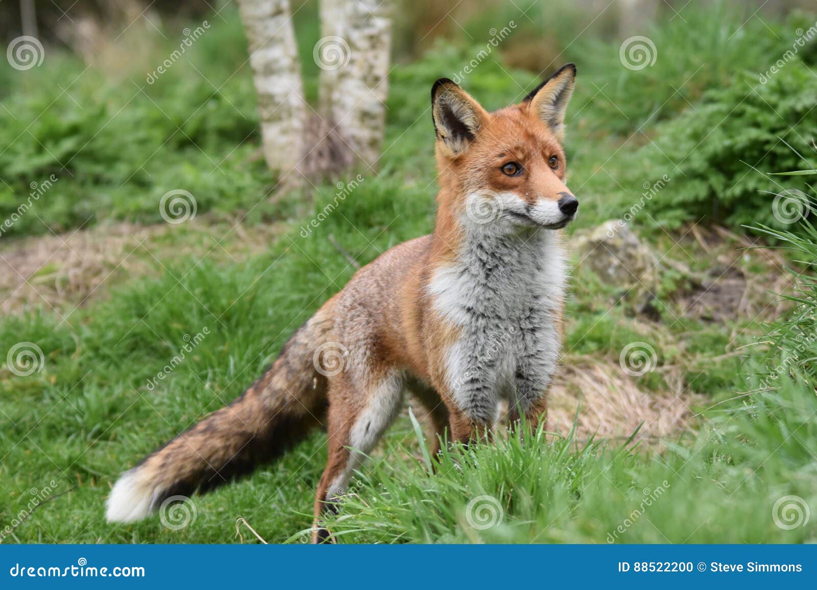 Adult Red British fox stock photo. Image of brown, beast - 88522200