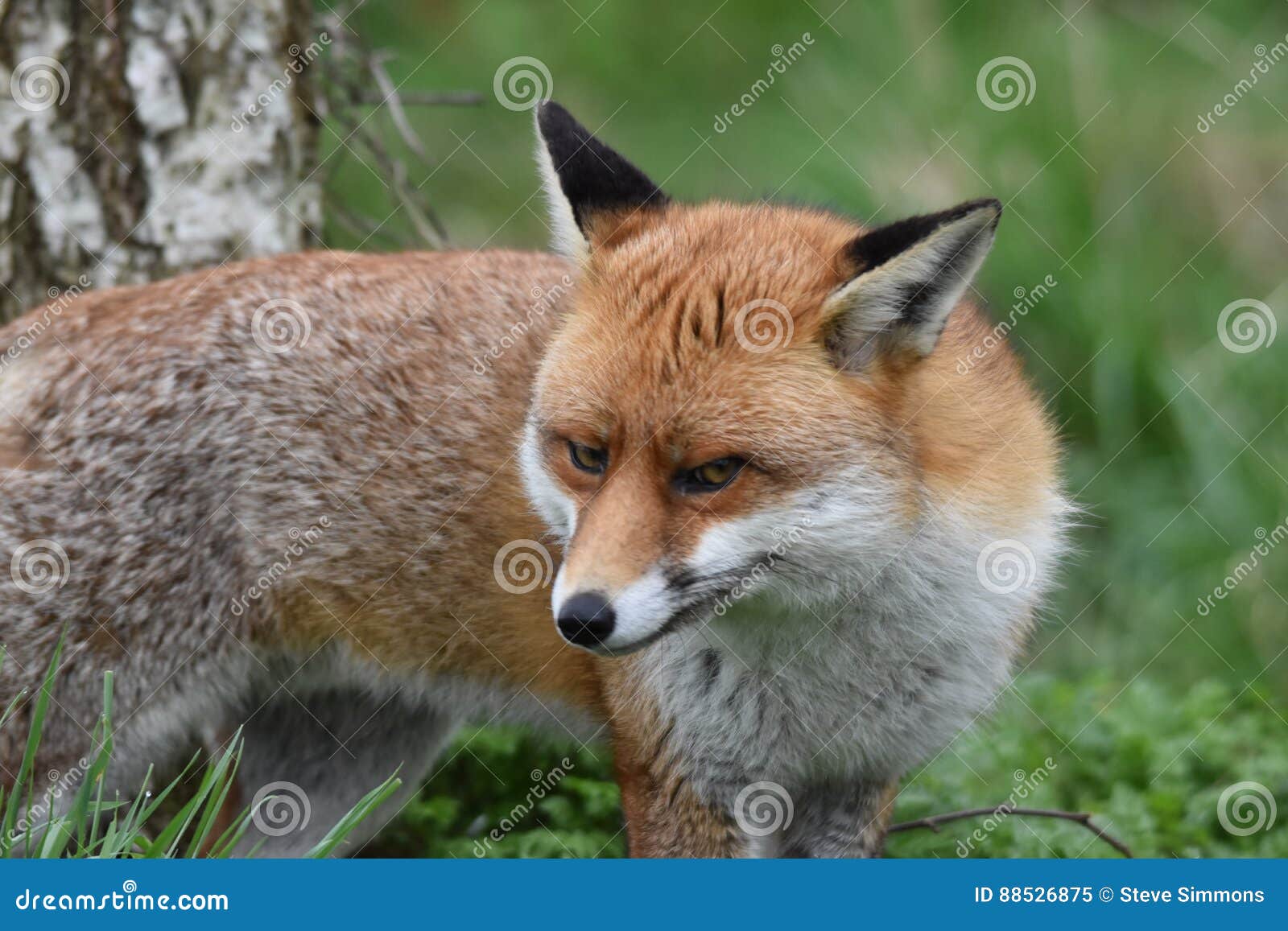 Adult Red British fox stock image. Image of canine, animal - 88526875