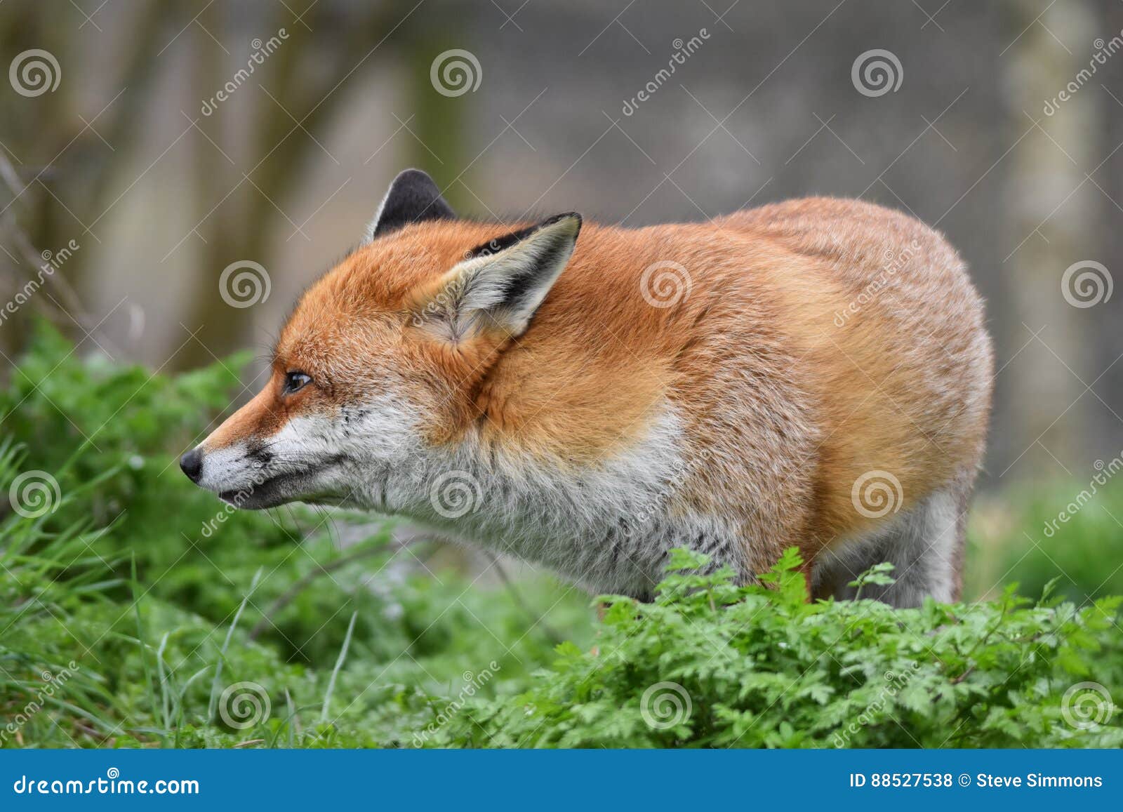 Adult Red British fox stock photo. Image of vulpes, predator - 88527538