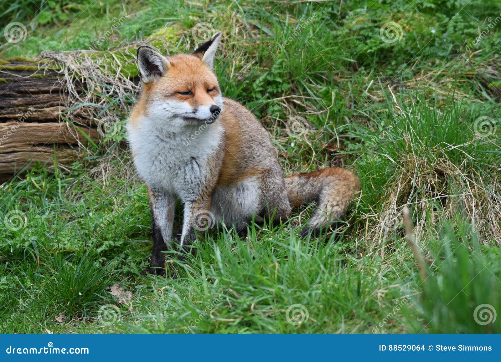 Adult Red British fox stock photo. Image of orange, endangered - 88529064
