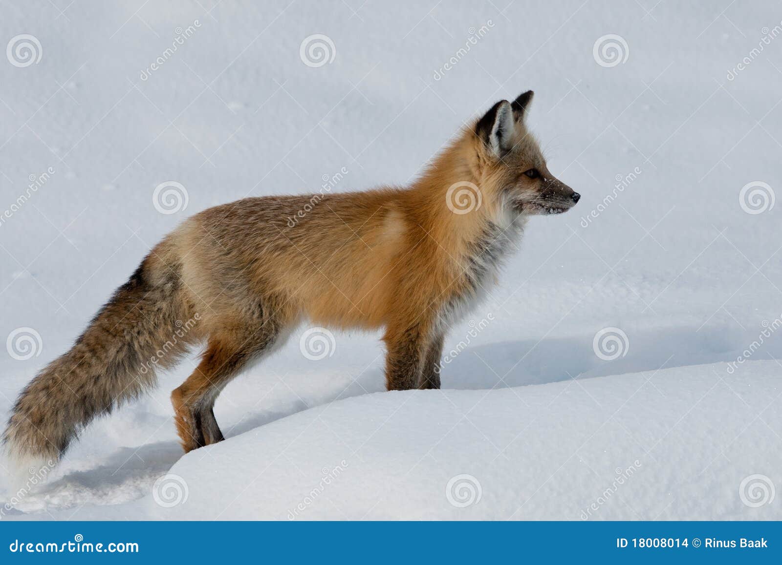 Adult Red Fox stock photo. Image of lonely, attentive - 18008014