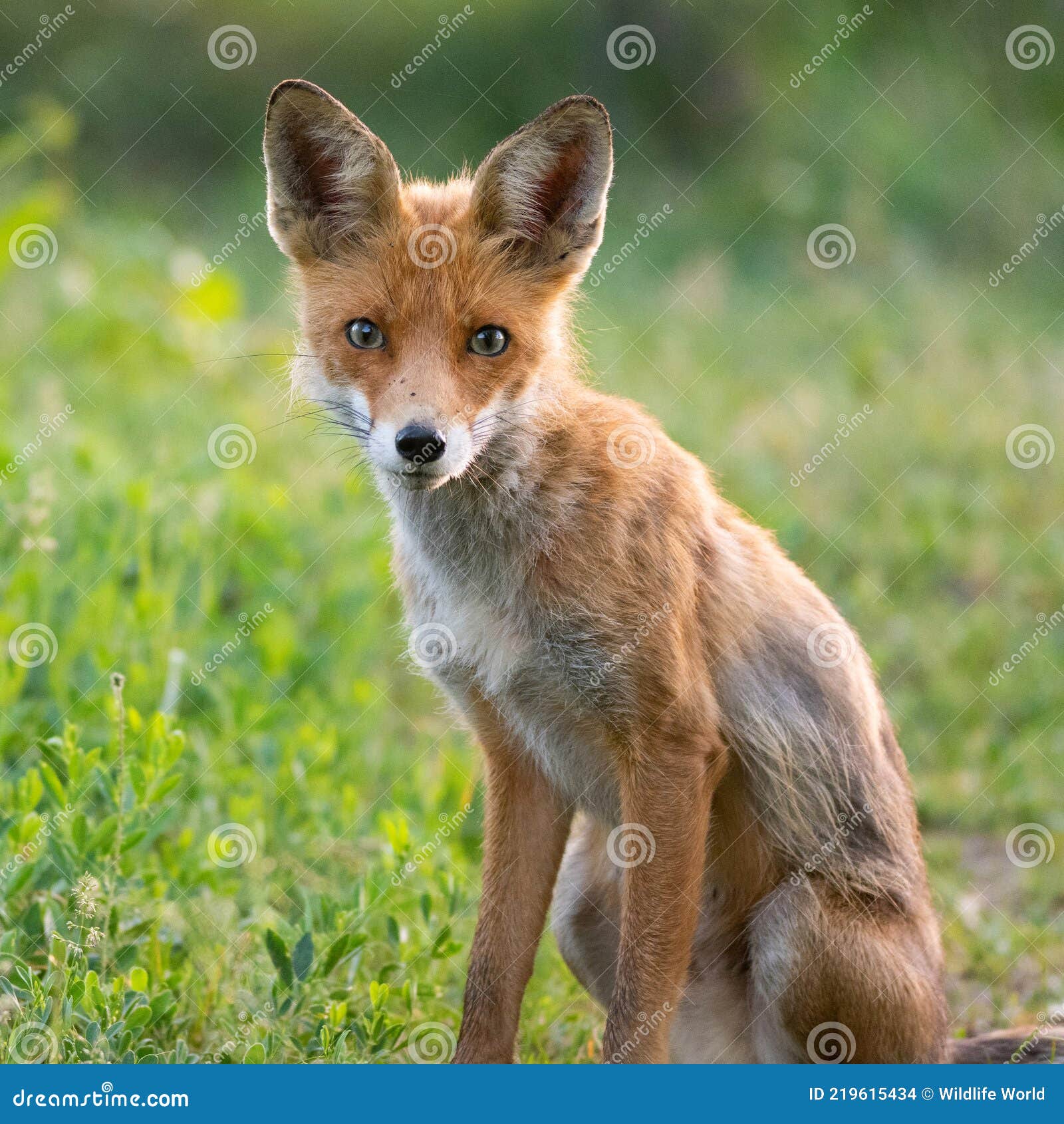 Adult Red Fox Vulpes Vulpes in the Wild Stock Photo - Image of orange ...