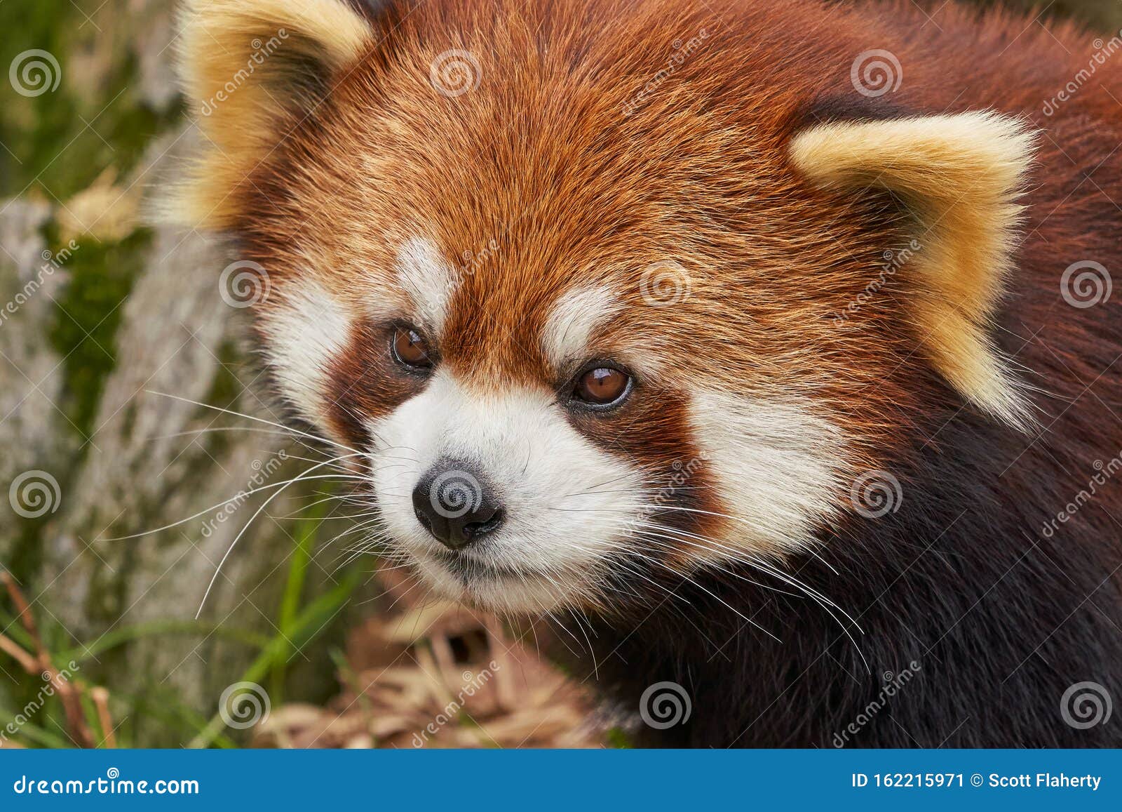 Adult Red Panda stock image. Image of close, portrait - 162215971