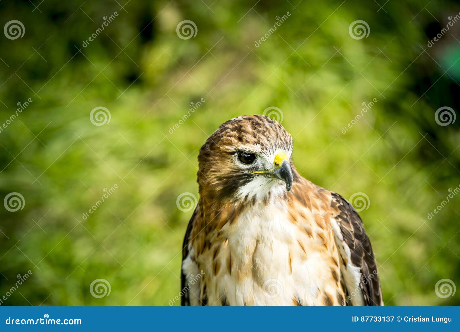 Adult red shouldered hawk stock image. Image of flight - 87733137