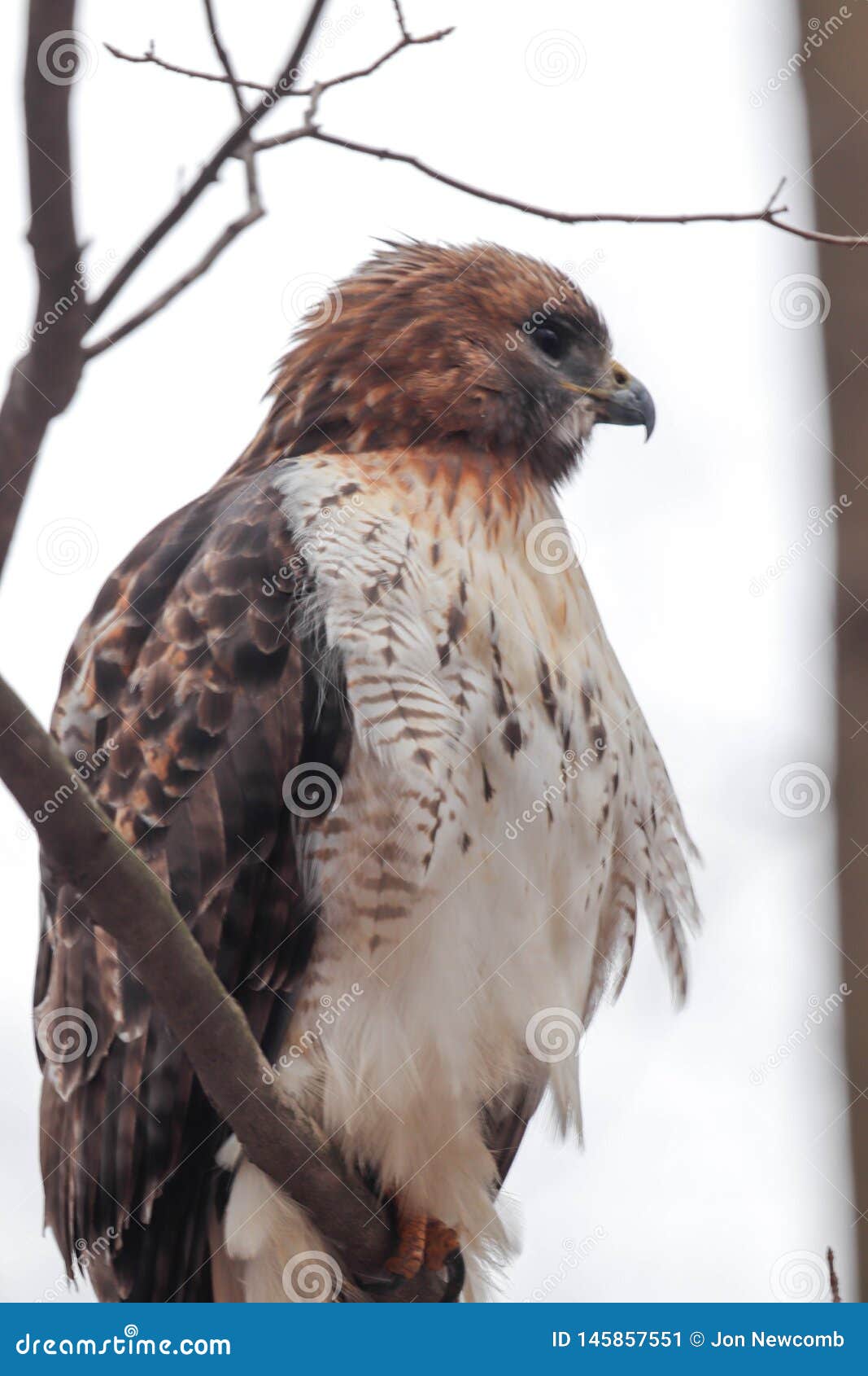 Adult Redtail Hawk Perched in a Tree. Stock Image - Image of hawk, tree ...
