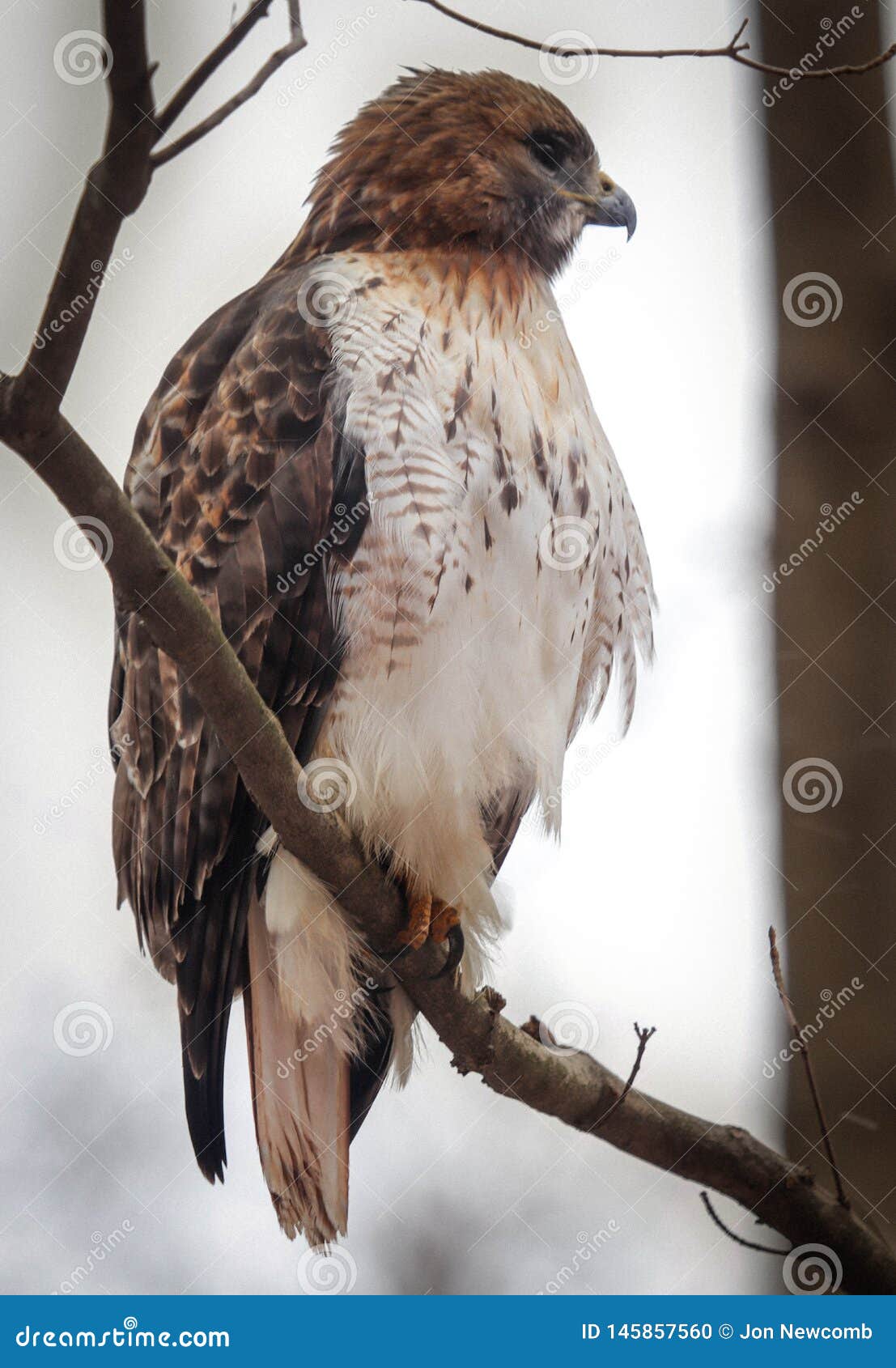 Adult Redtail Hawk Perched in a Tree. Stock Photo - Image of tail ...