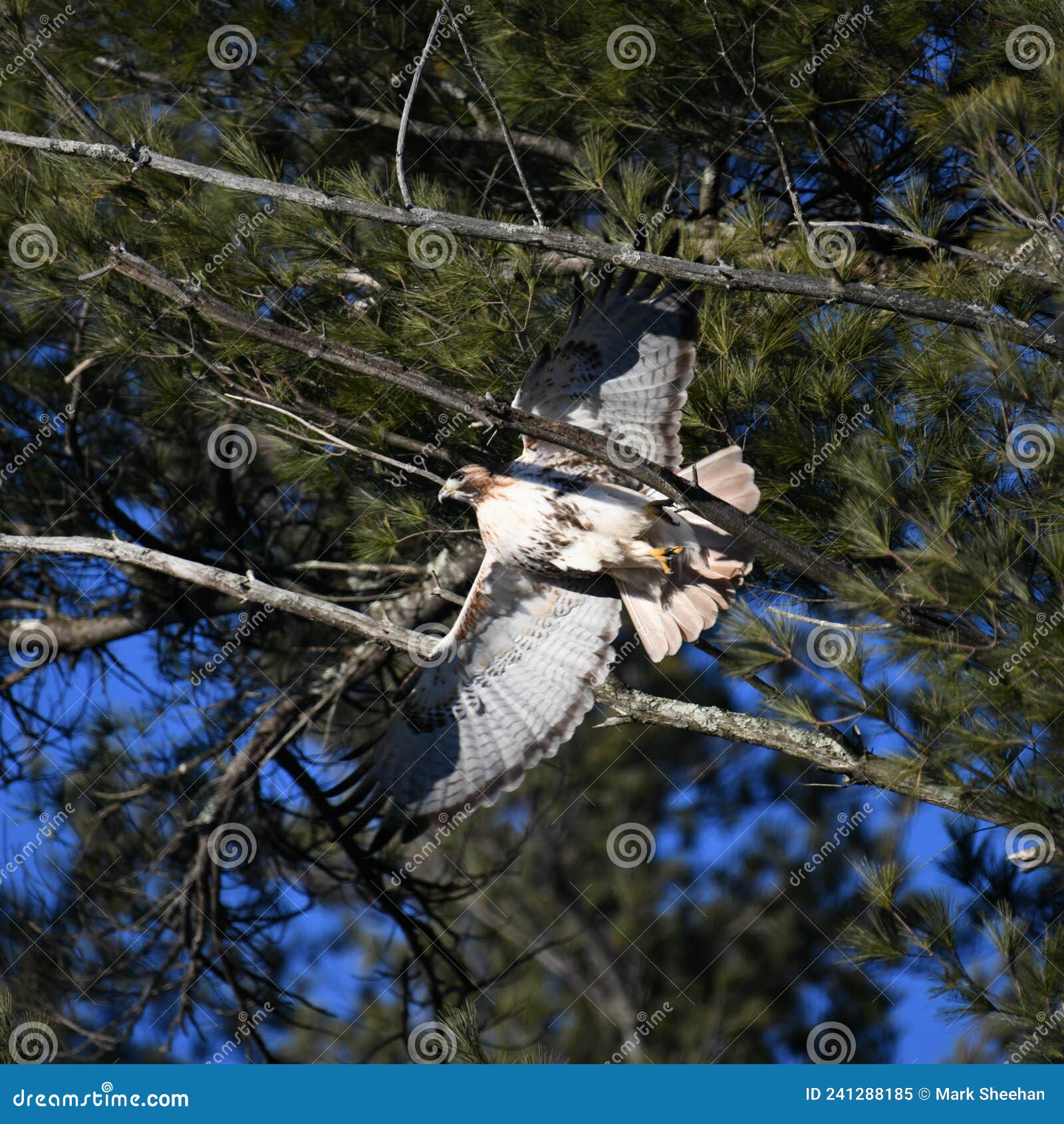 Red Tailed Hawk Taking Flight Stock Image - Image of talons, hawk ...