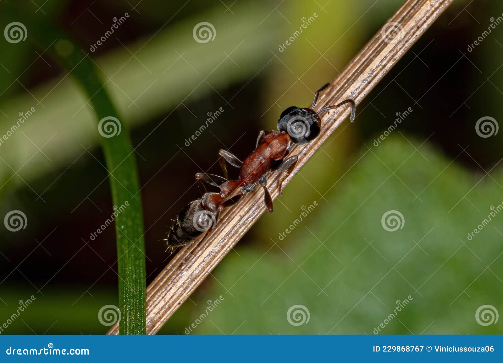 Adult Red Twig Ant stock image. Image of insects, fauna - 229868767