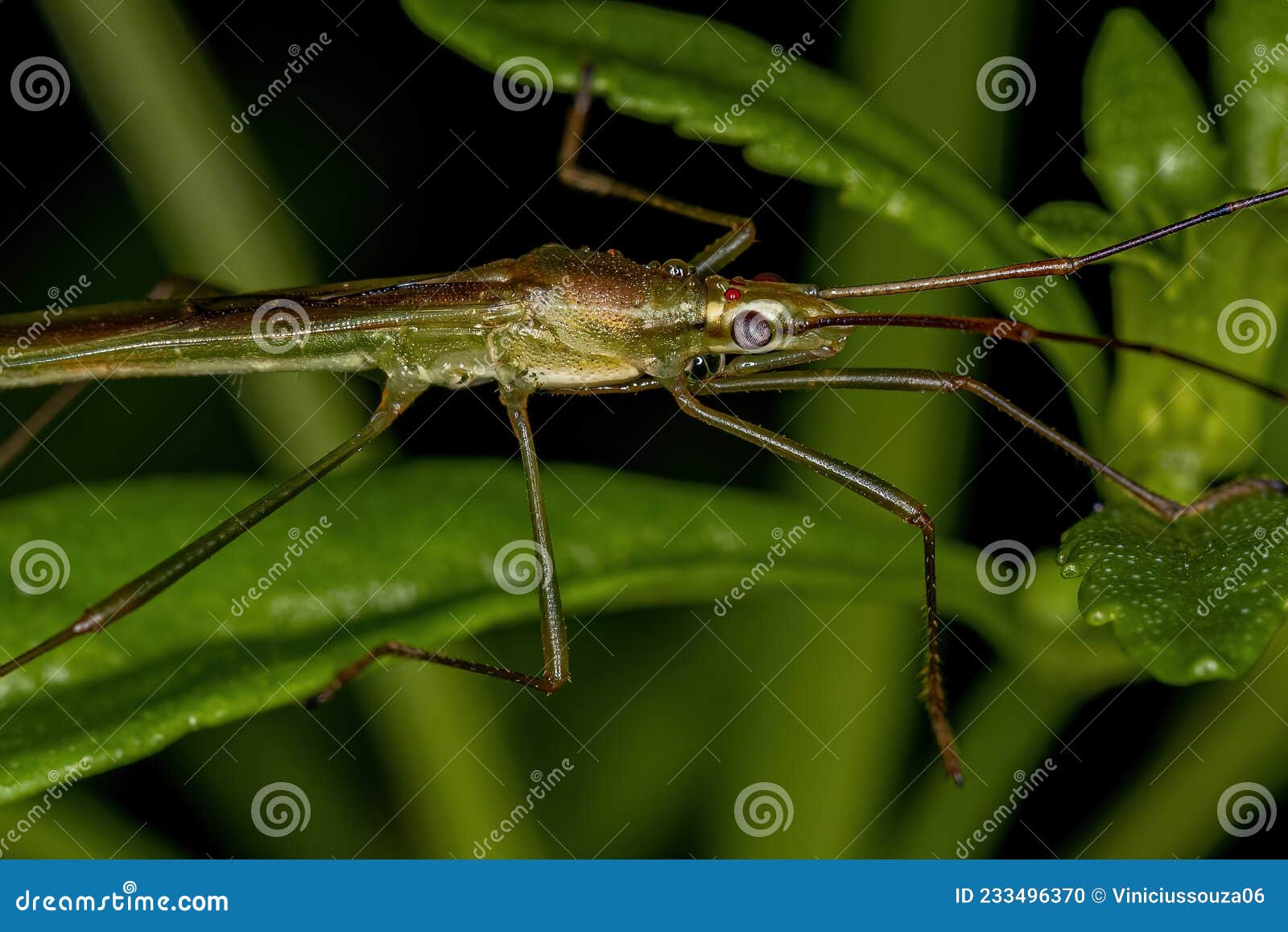 Adult Rice Bug stock photo. Image of insects, macro - 233496370