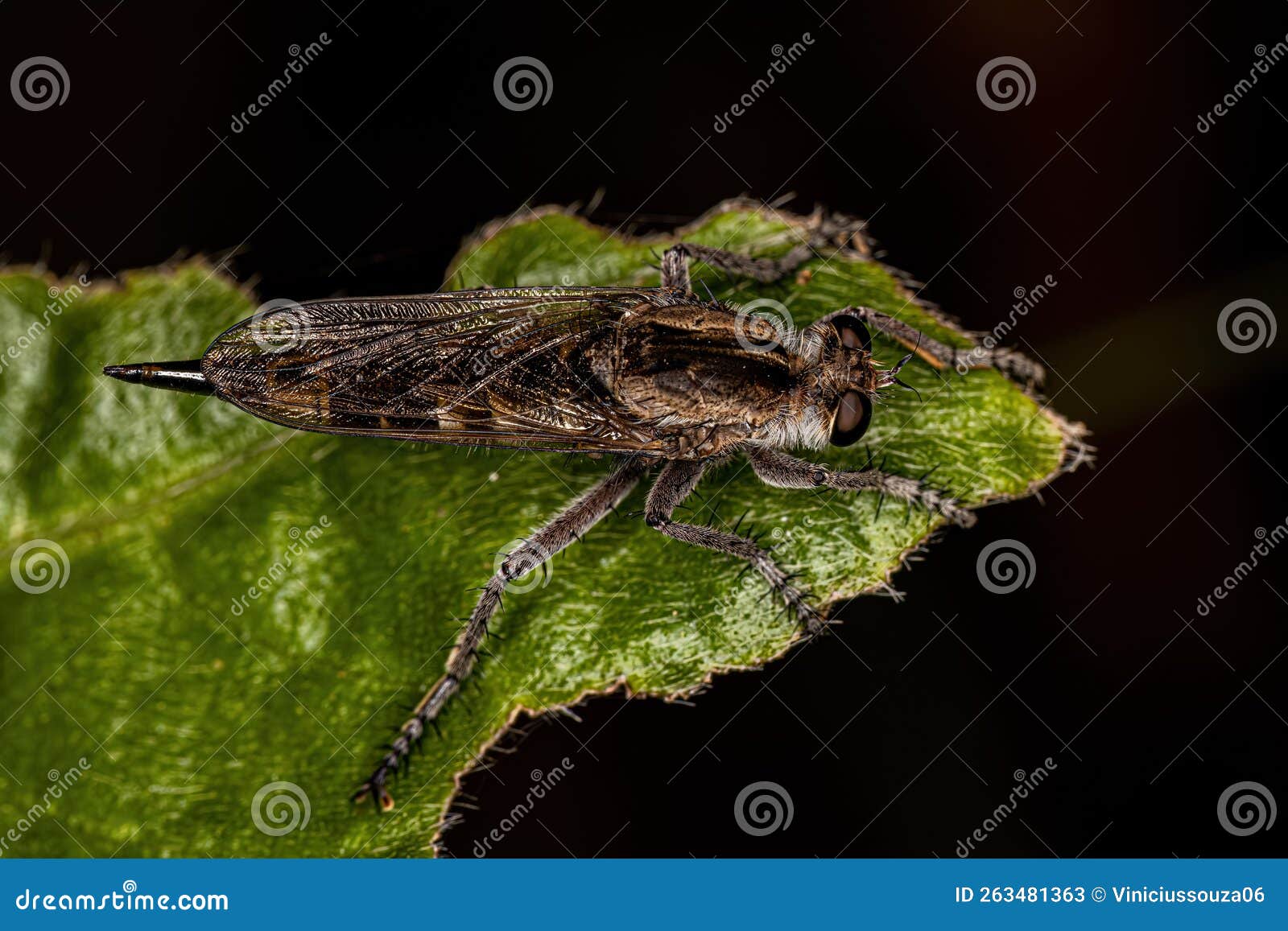 Adult Robber Fly stock image. Image of wildlife, invertebrate - 263481363