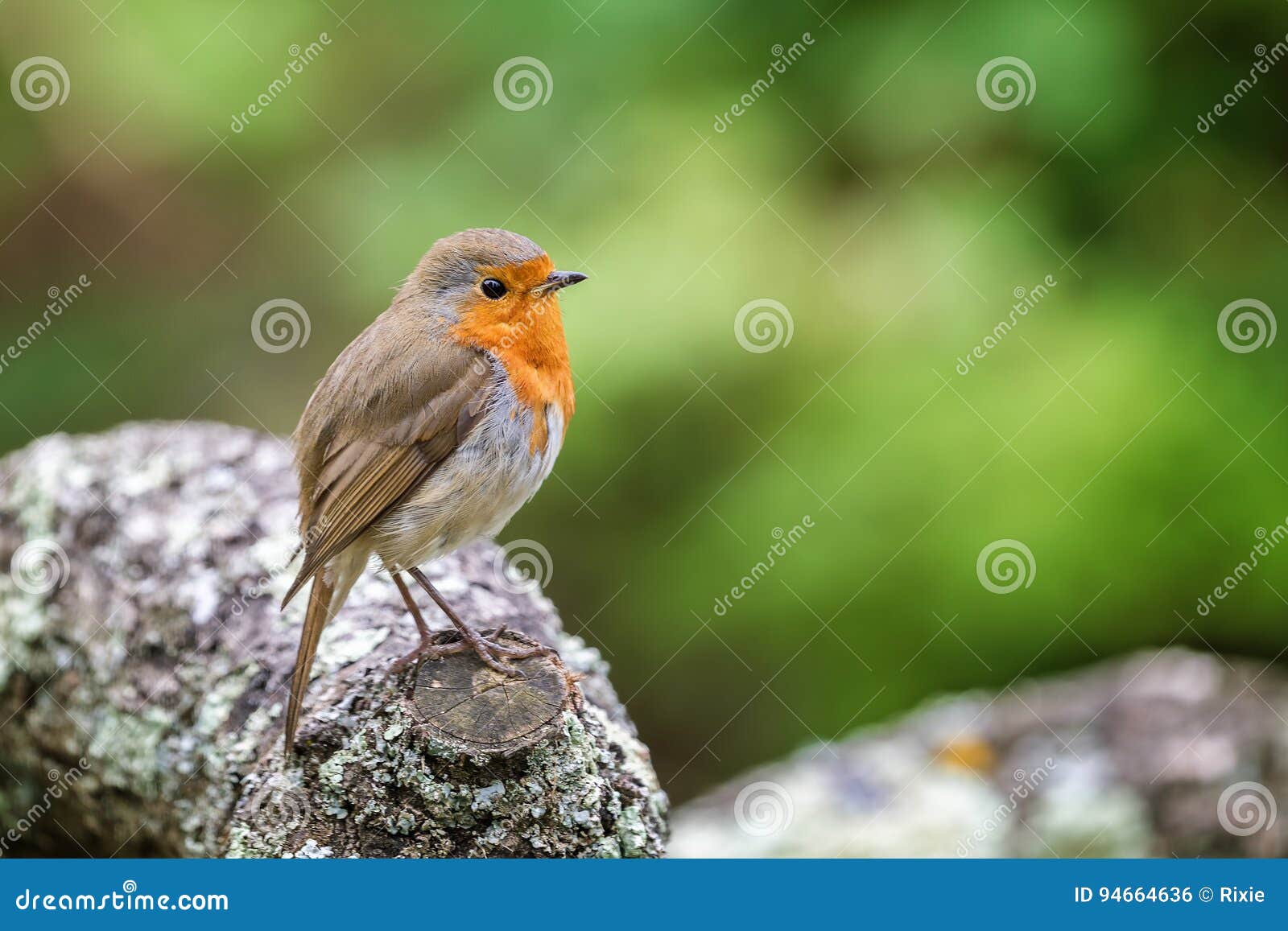 Adult Robin Perched on a Log Stock Photo - Image of bird, cute: 94664636