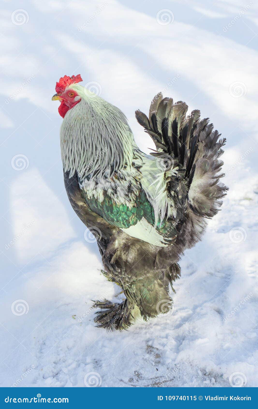 Adult Rooster Walks in the Cold Snow. Stock Image - Image of holiday ...