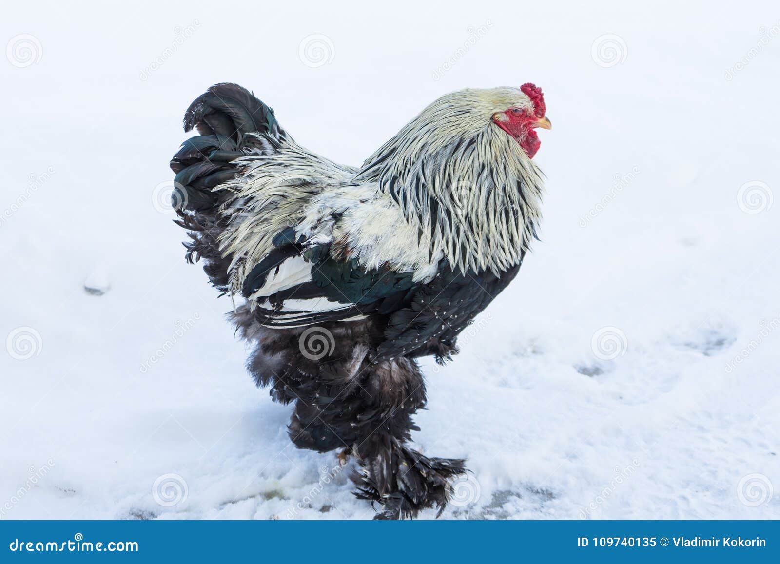Adult Rooster Walks in the Cold Snow. Stock Image - Image of area ...
