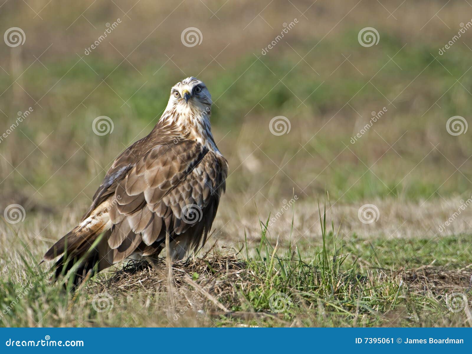 Adult Rough legged hawk stock image. Image of talons, hawk - 7395061