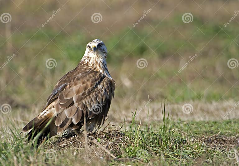 Adult Rough legged hawk stock image. Image of talons, hawk - 7395061